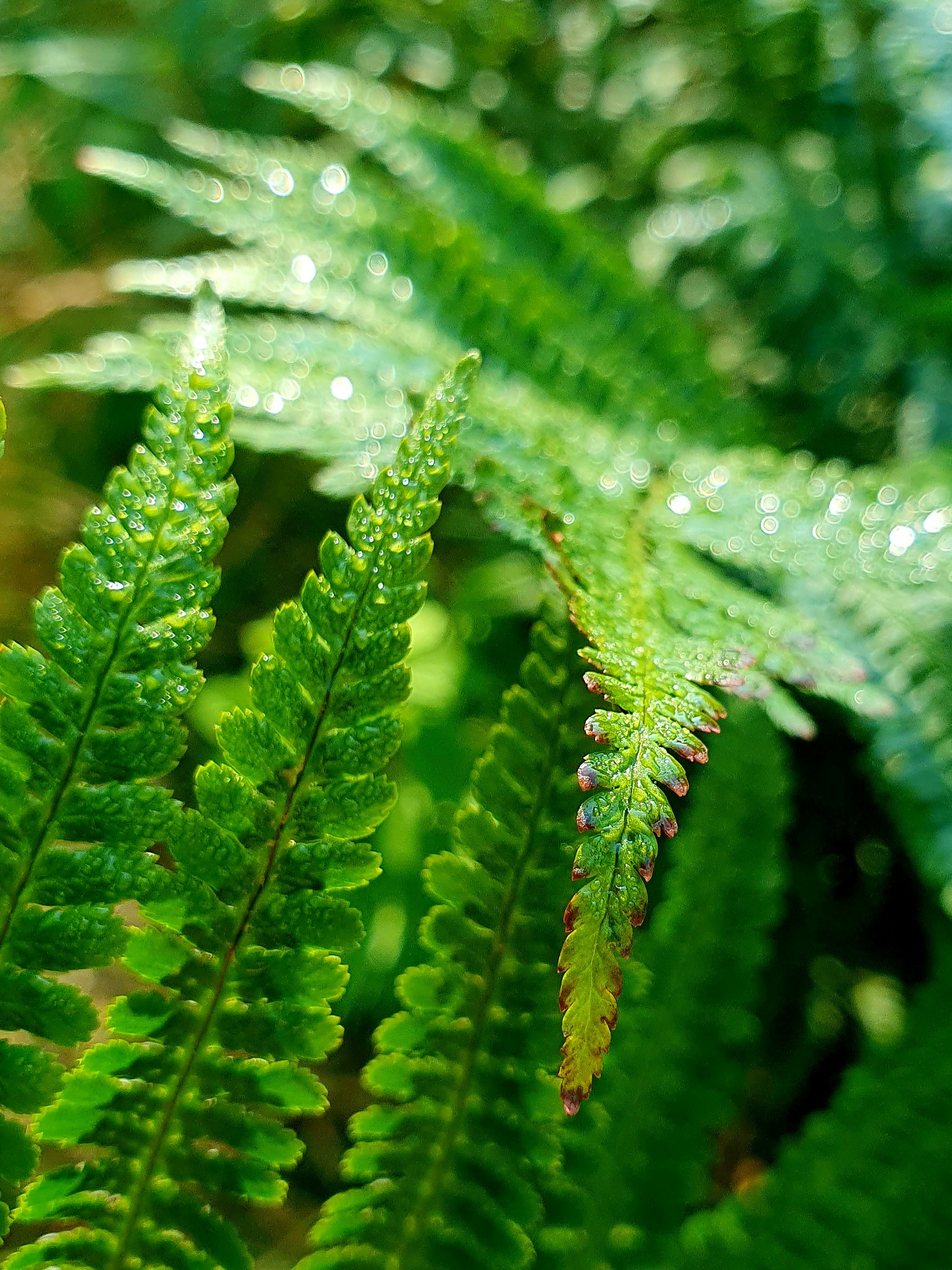 Close-up of vibrant green fern fronds