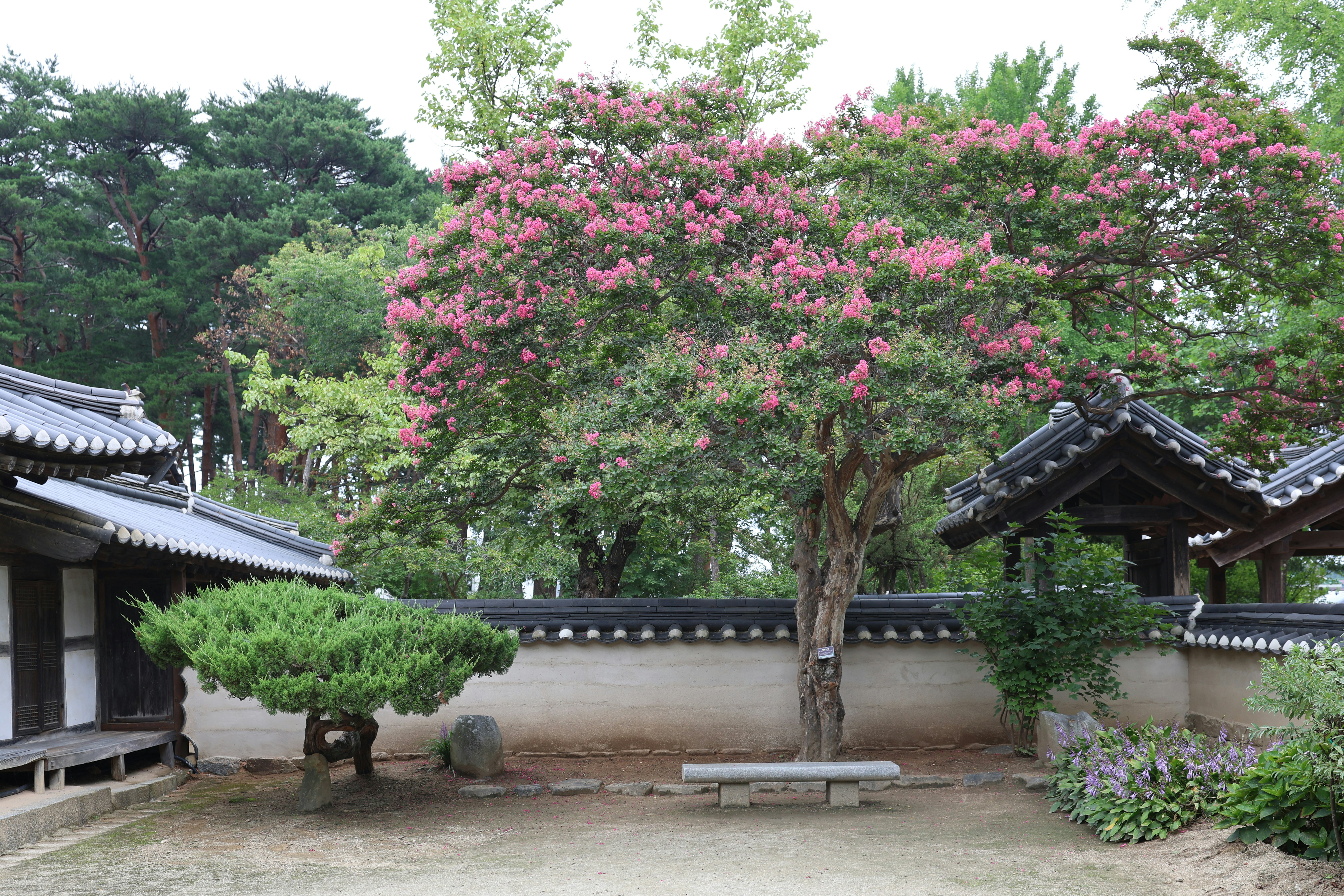 A tranquil courtyard featuring a vibrant flowering tree surrounded by traditional architecture and lush greenery.