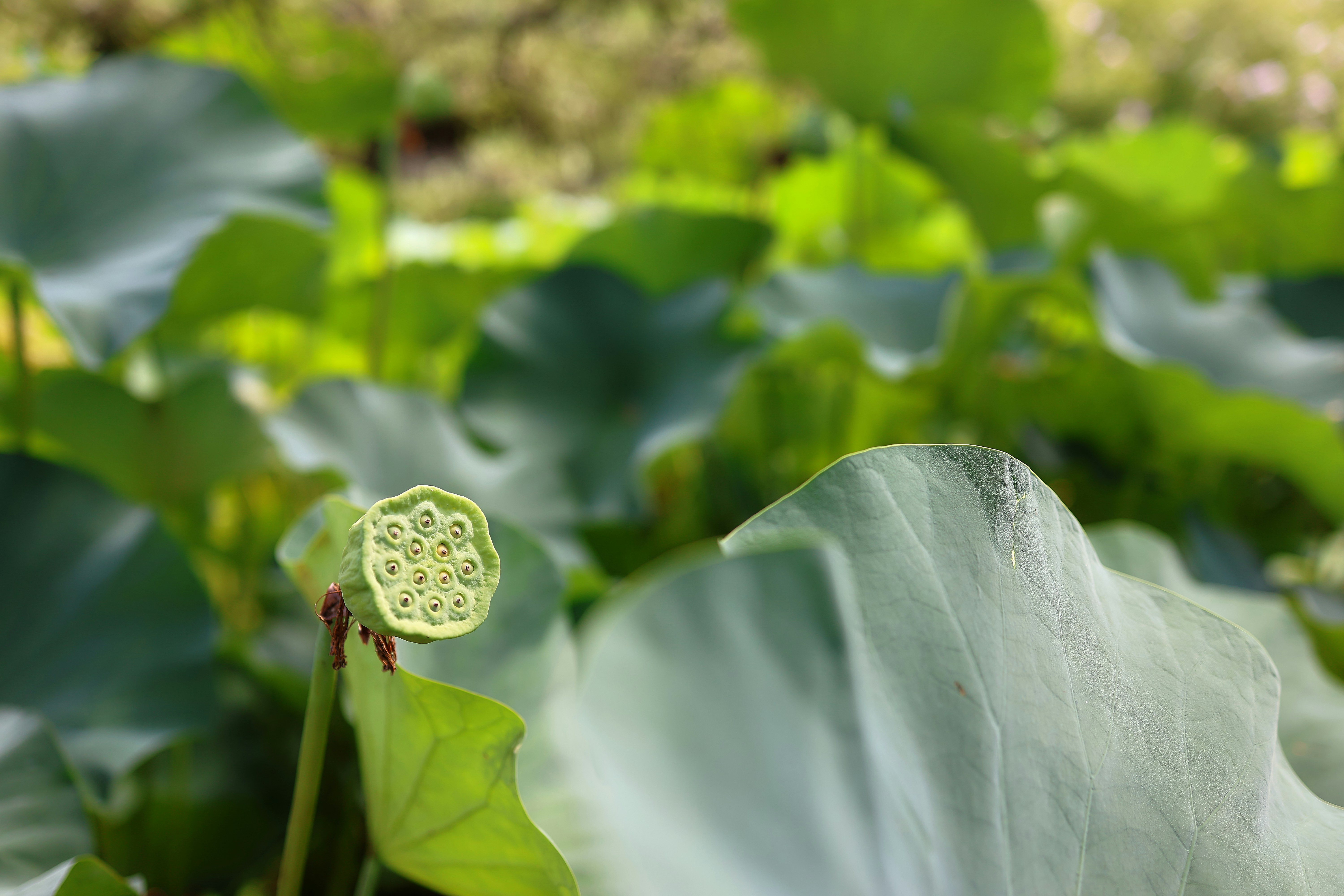 The Intricate Architecture of Nature's Design