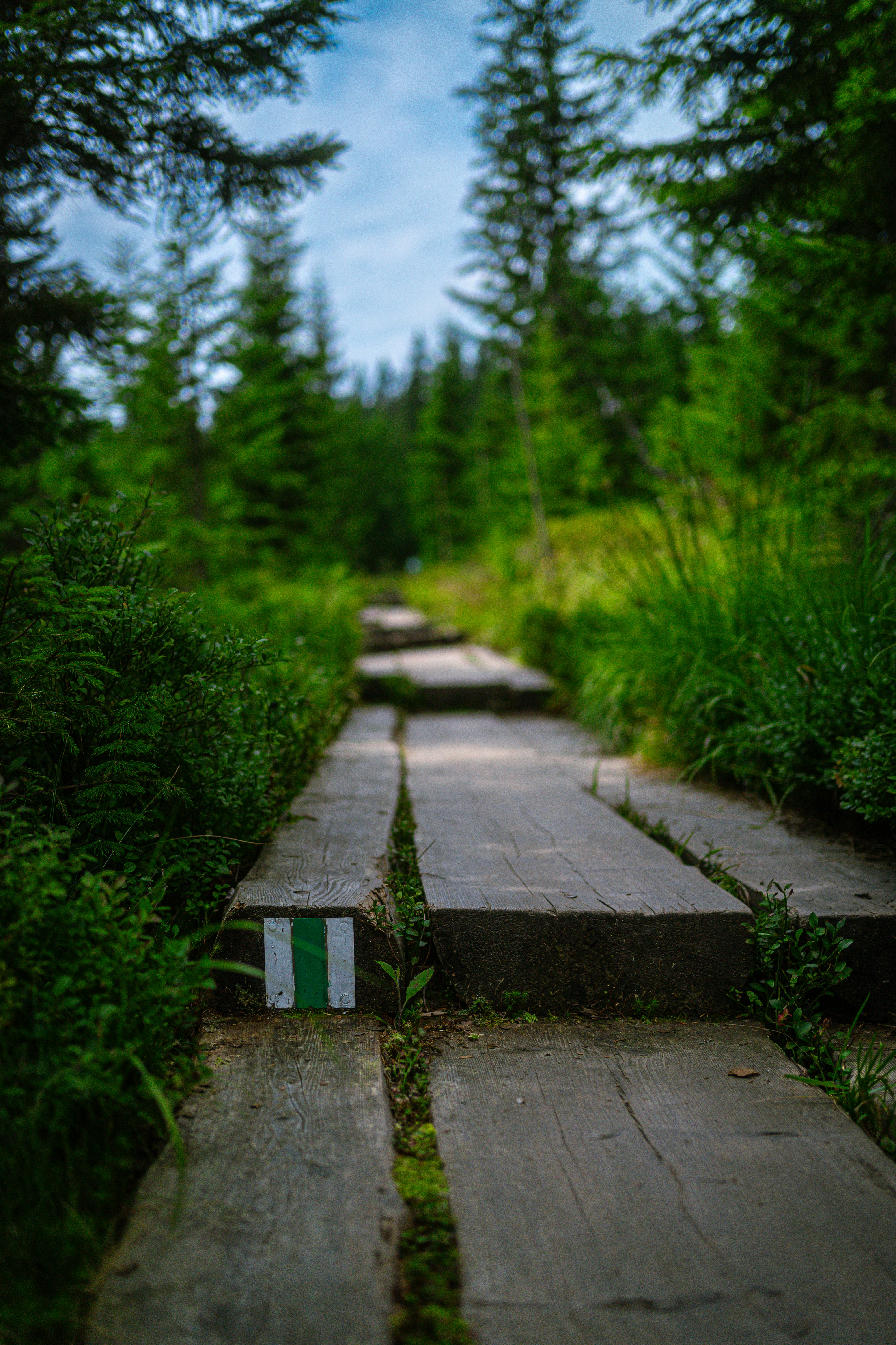 Nature's Pathway: A Journey Through Green Serenity