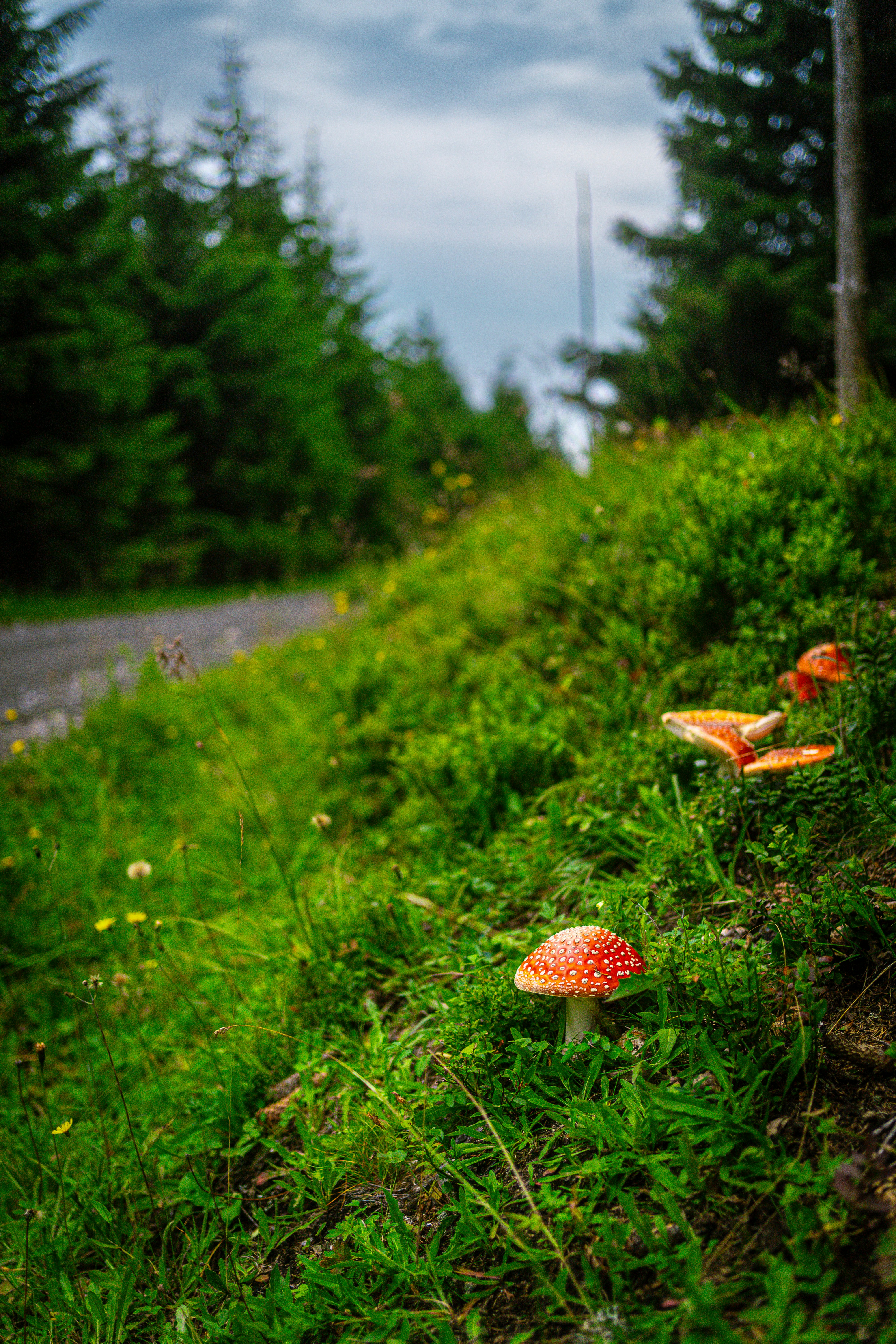 Scarlet toadstools guard a mossy embankment beside a quiet roadside