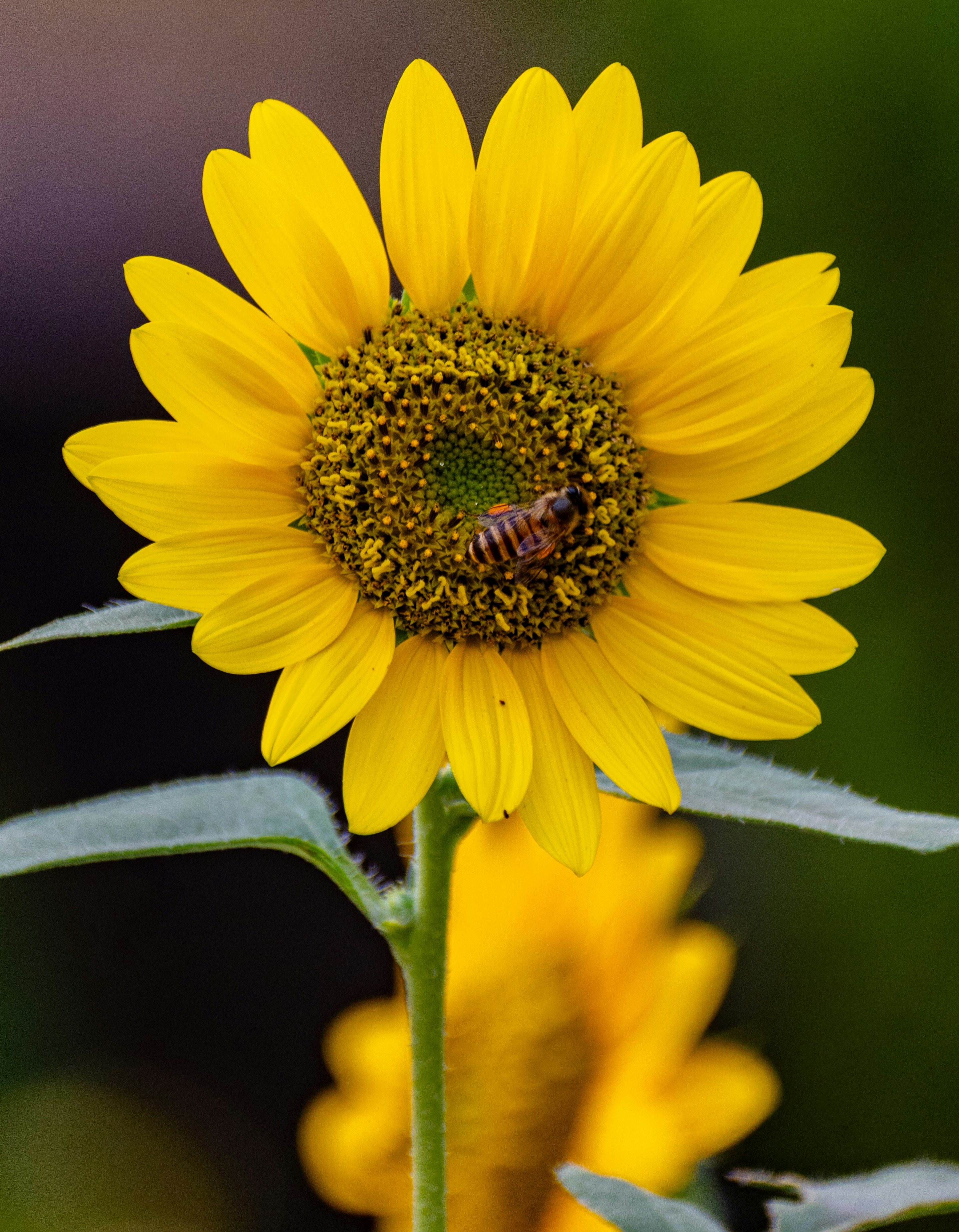 Harmony in Bloom: A Bee's Delight