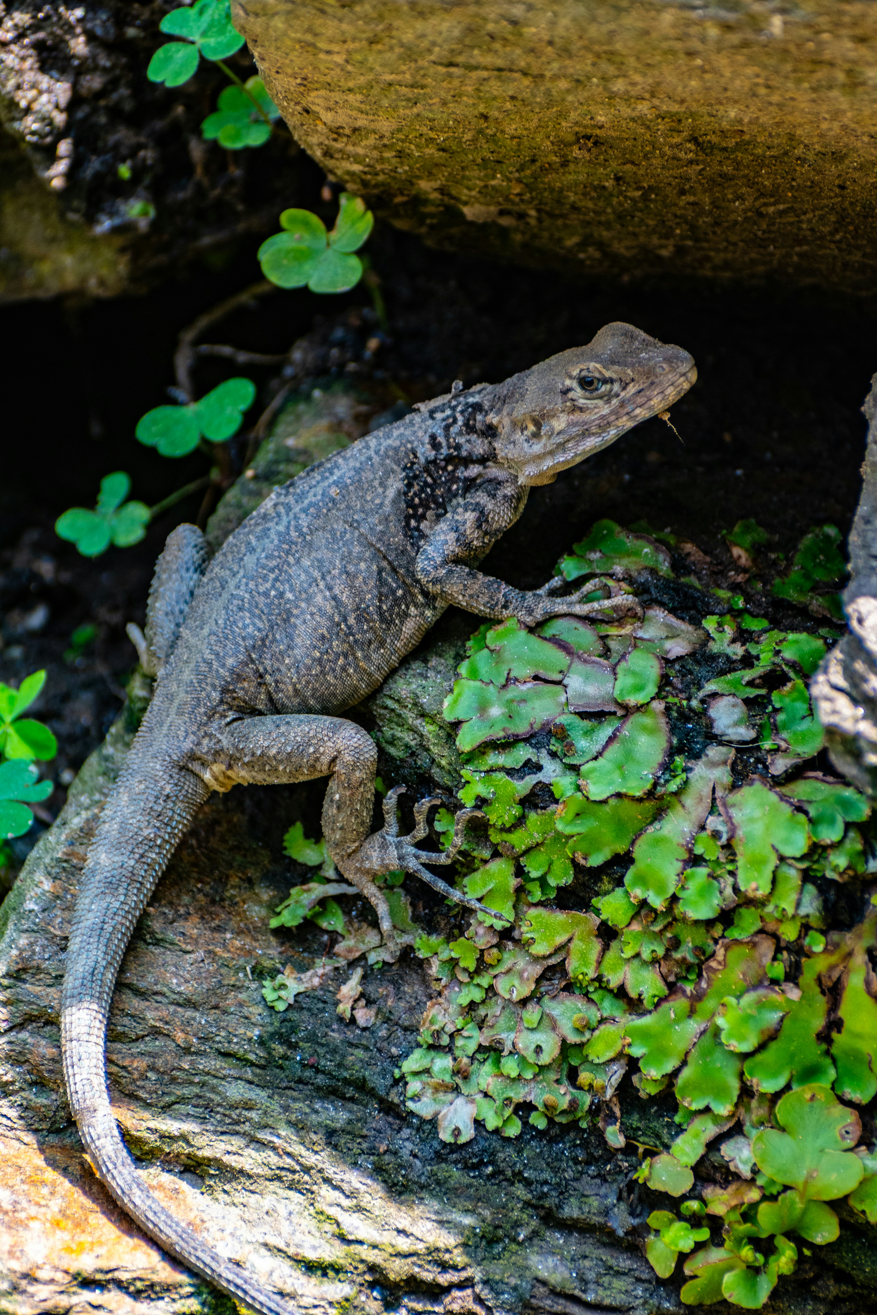 Rock Agama | A lizard rests on a mossy rock