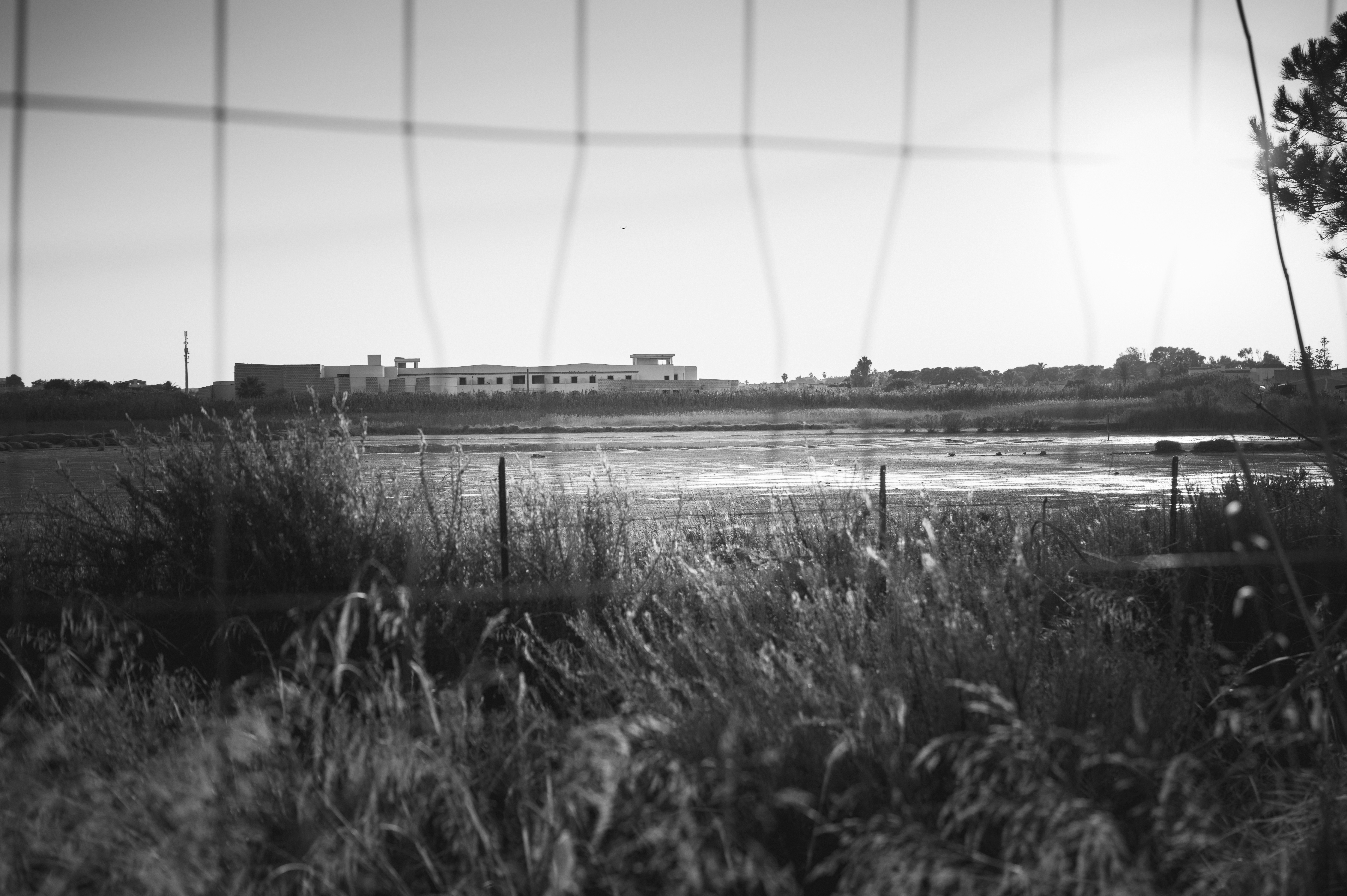 Overgrown field with distant building behind fence
