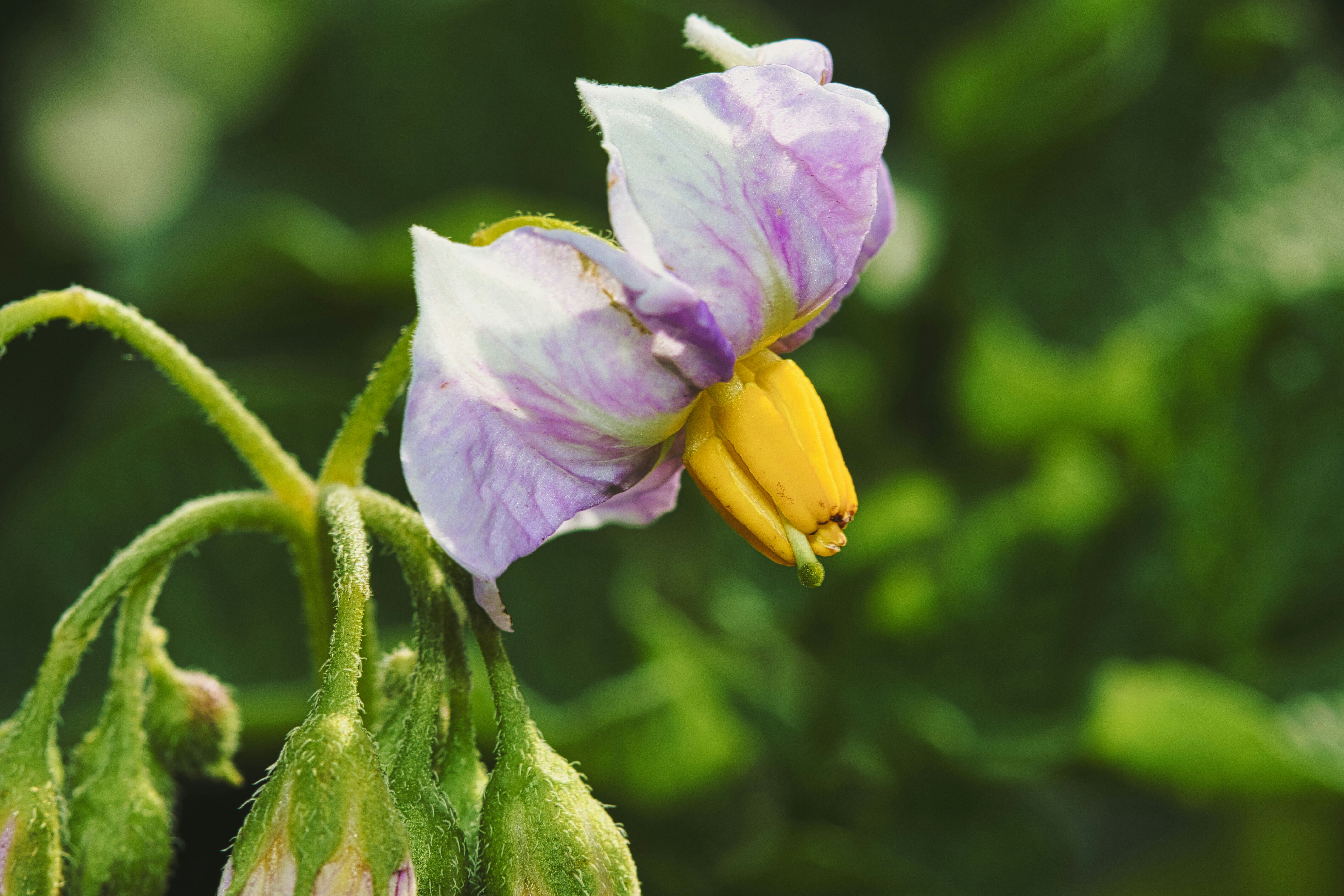 The Subtle Elegance of a Potato Blossom