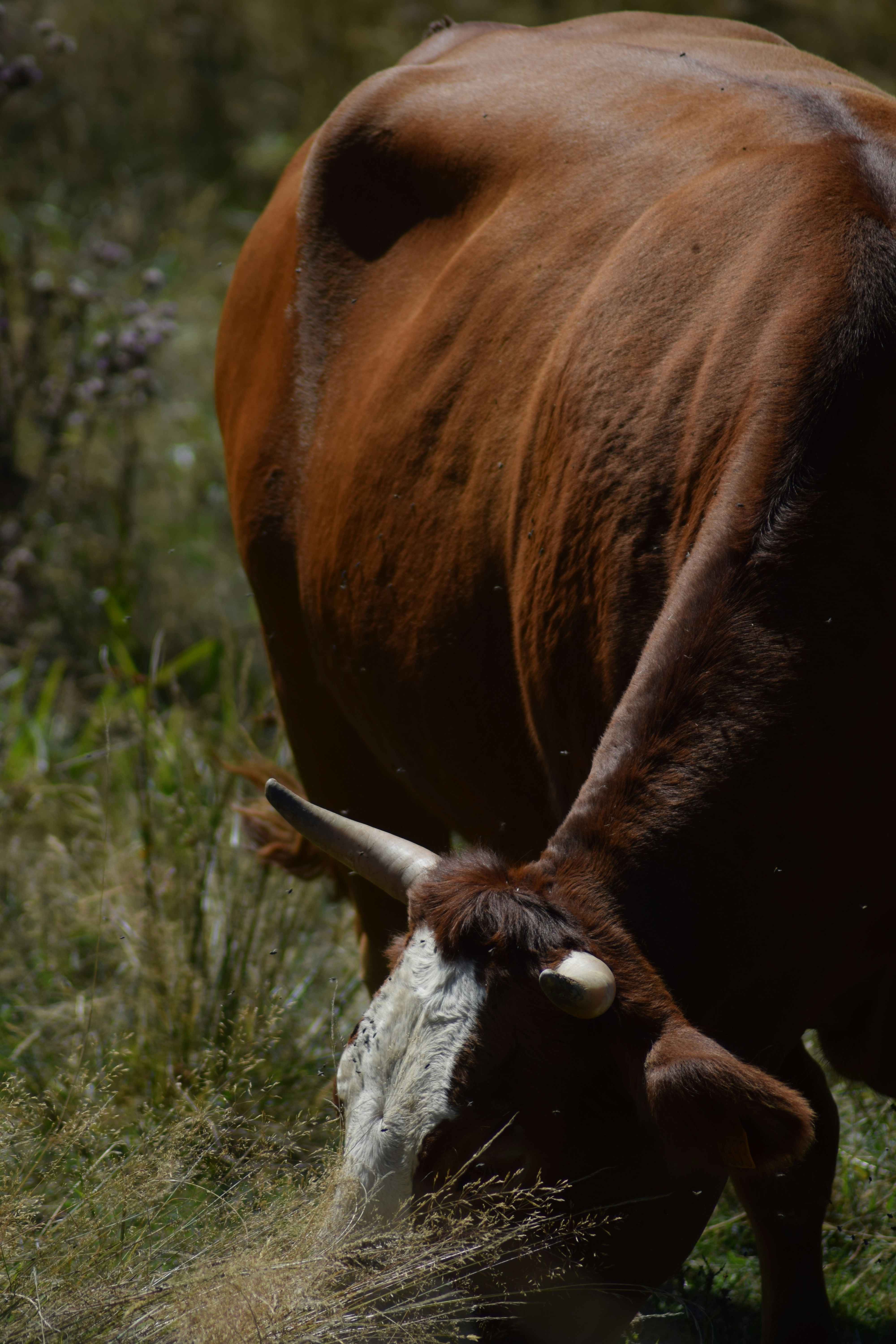 A brown cow grazing peacefully in a sunlit meadow, surrounded by tall grass and gentle foliage.