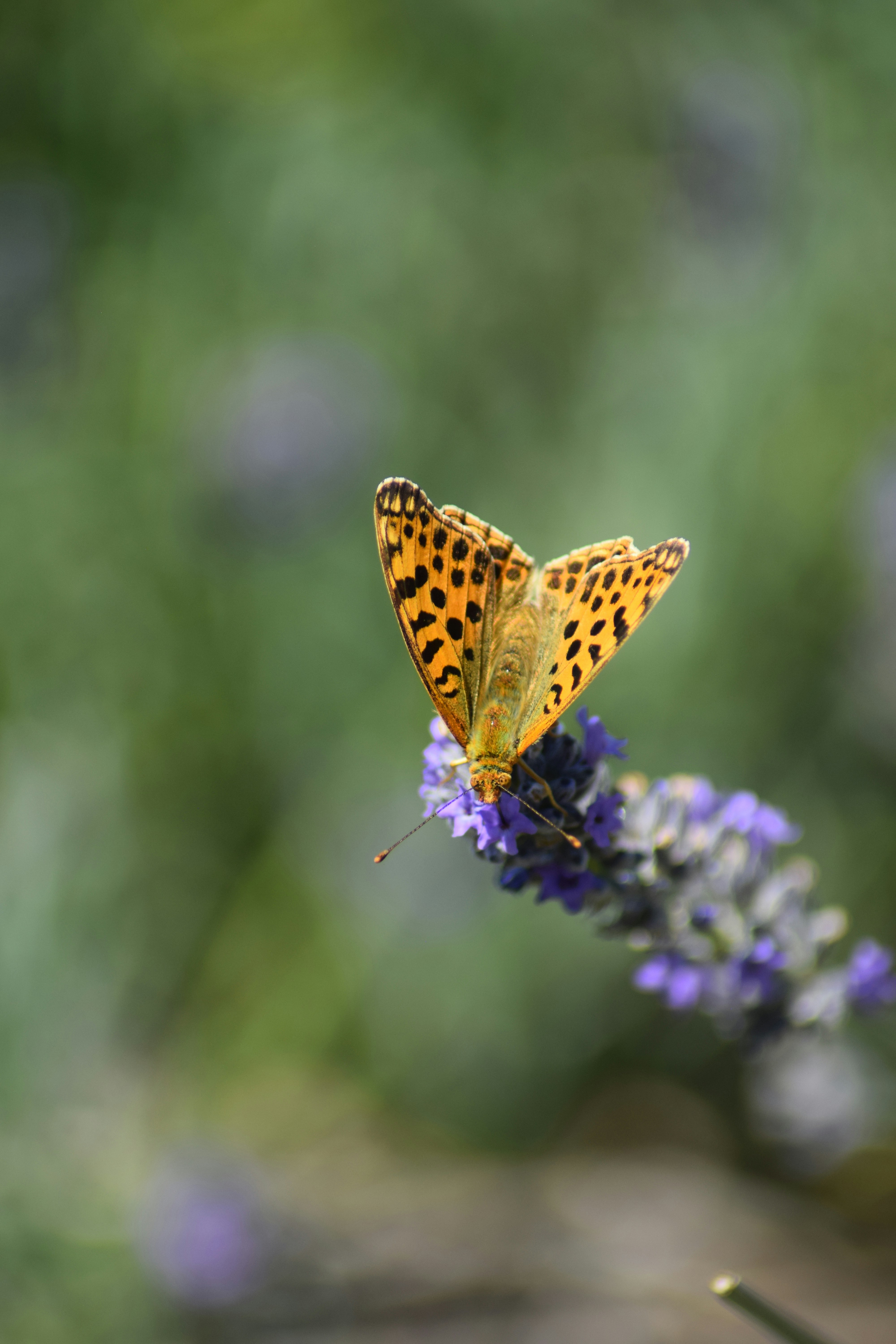 A butterfly rests on a lavender flower.
