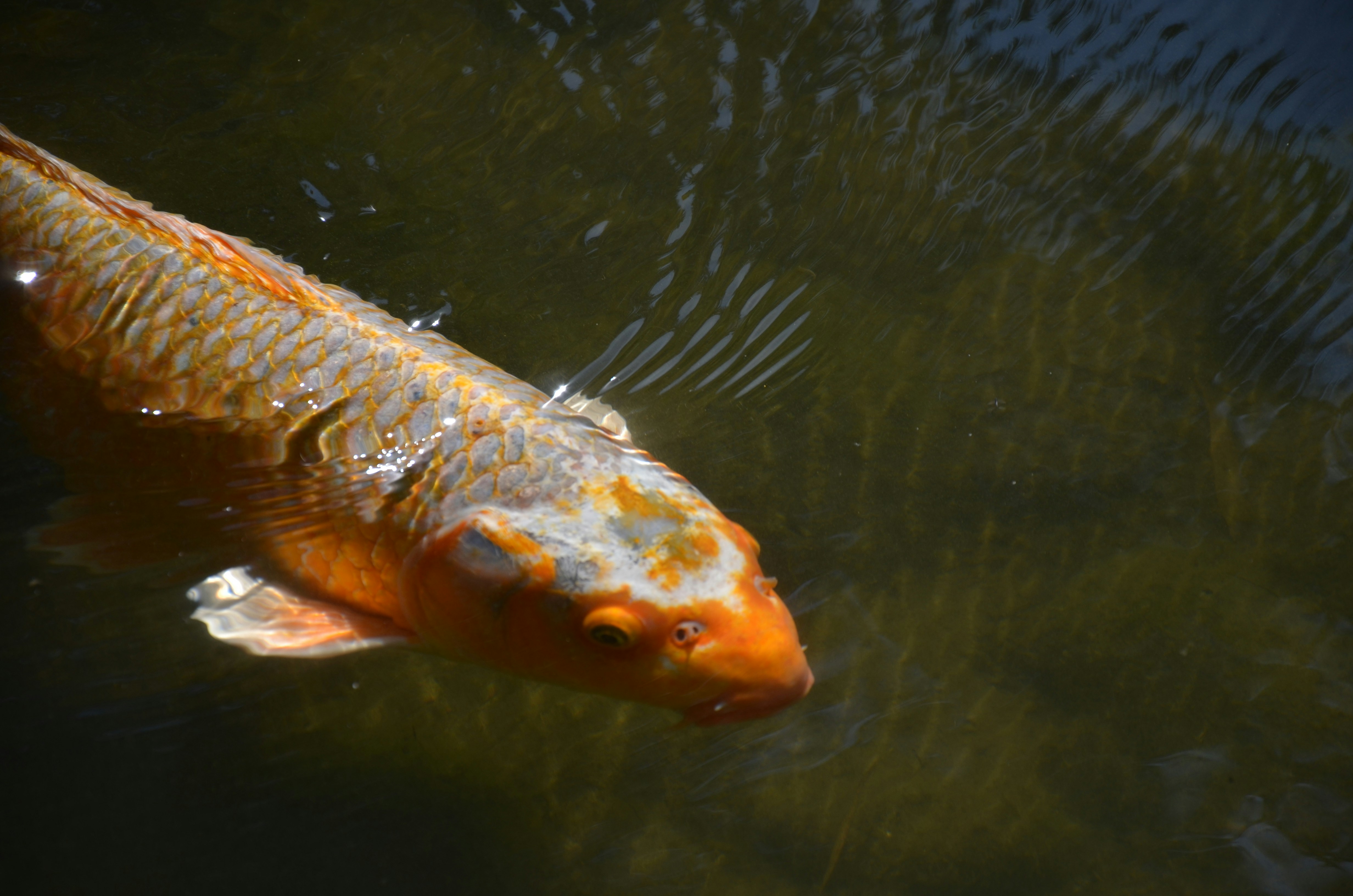 Orange koi fish swimming in dark water