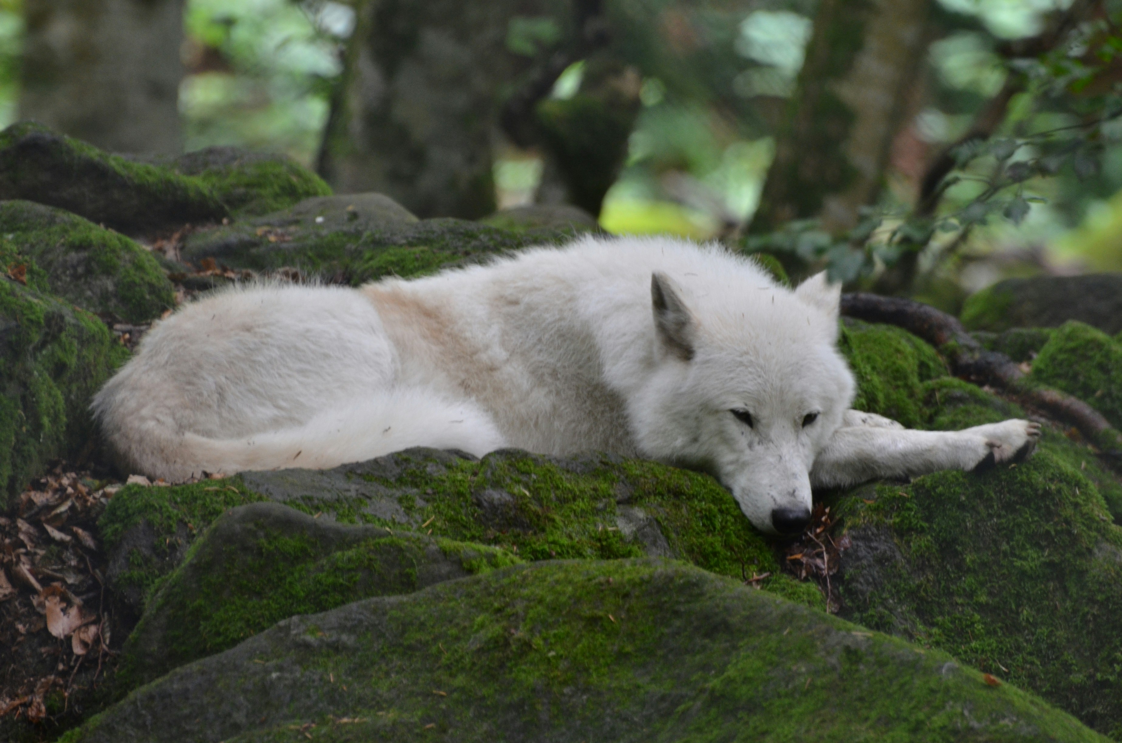 Silent Guardian of the Forest