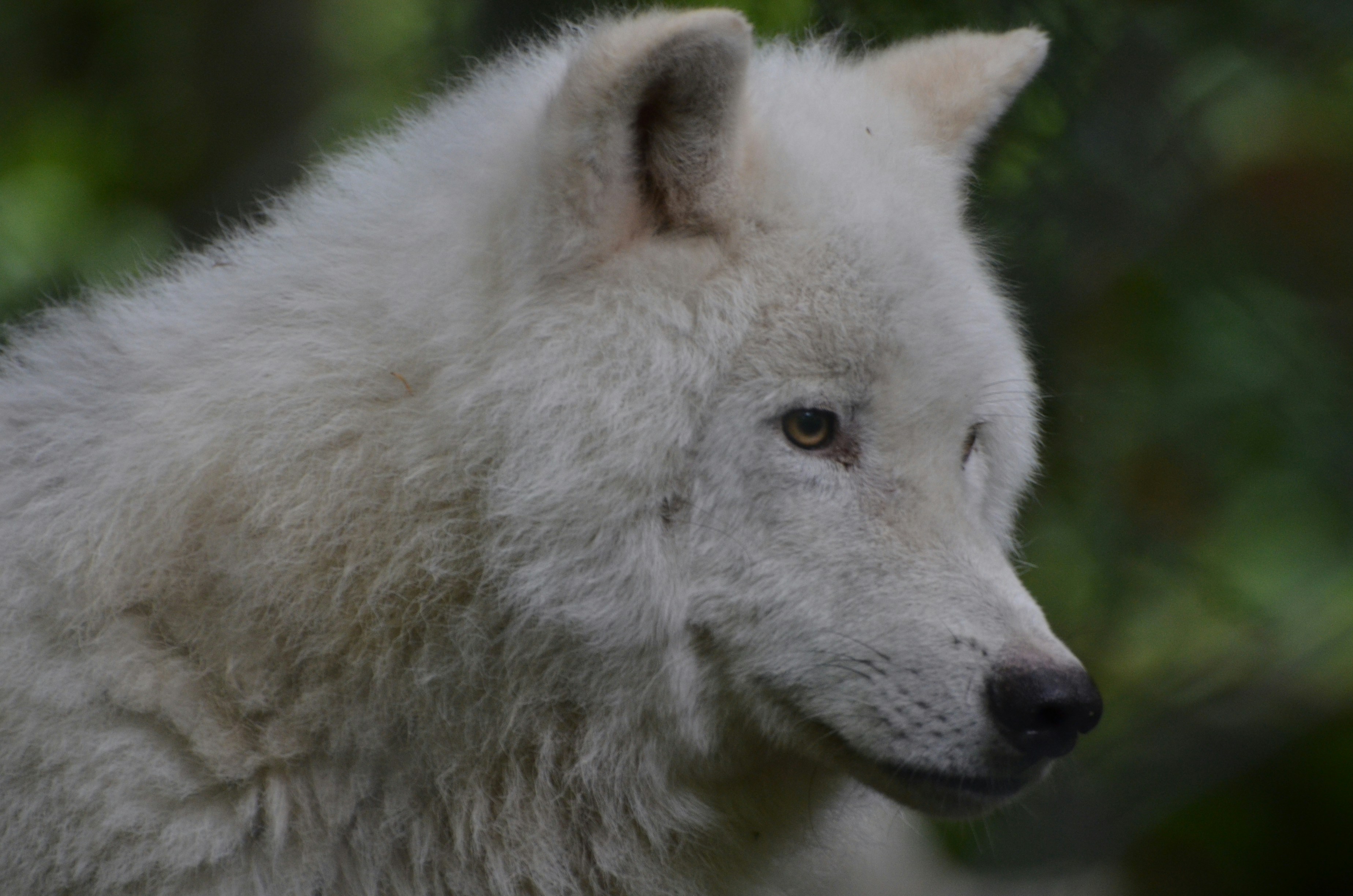 A close-up of a white wolf's head.