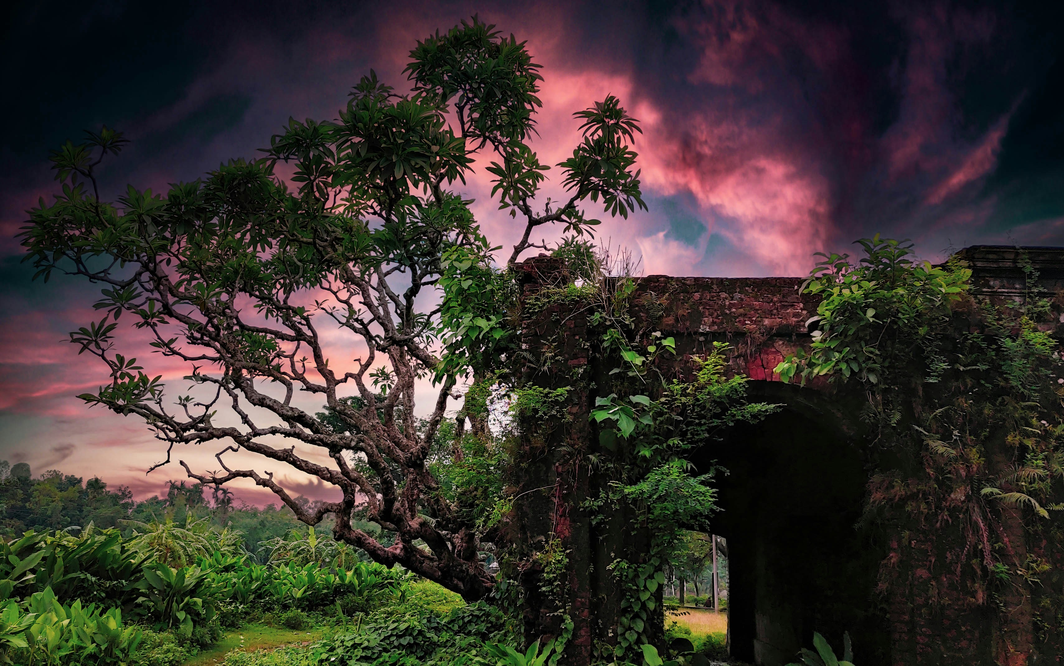 Century-Old Rosewood Tree Guarding Forgotten Ruins | Dramatic sky with colorful clouds over trees