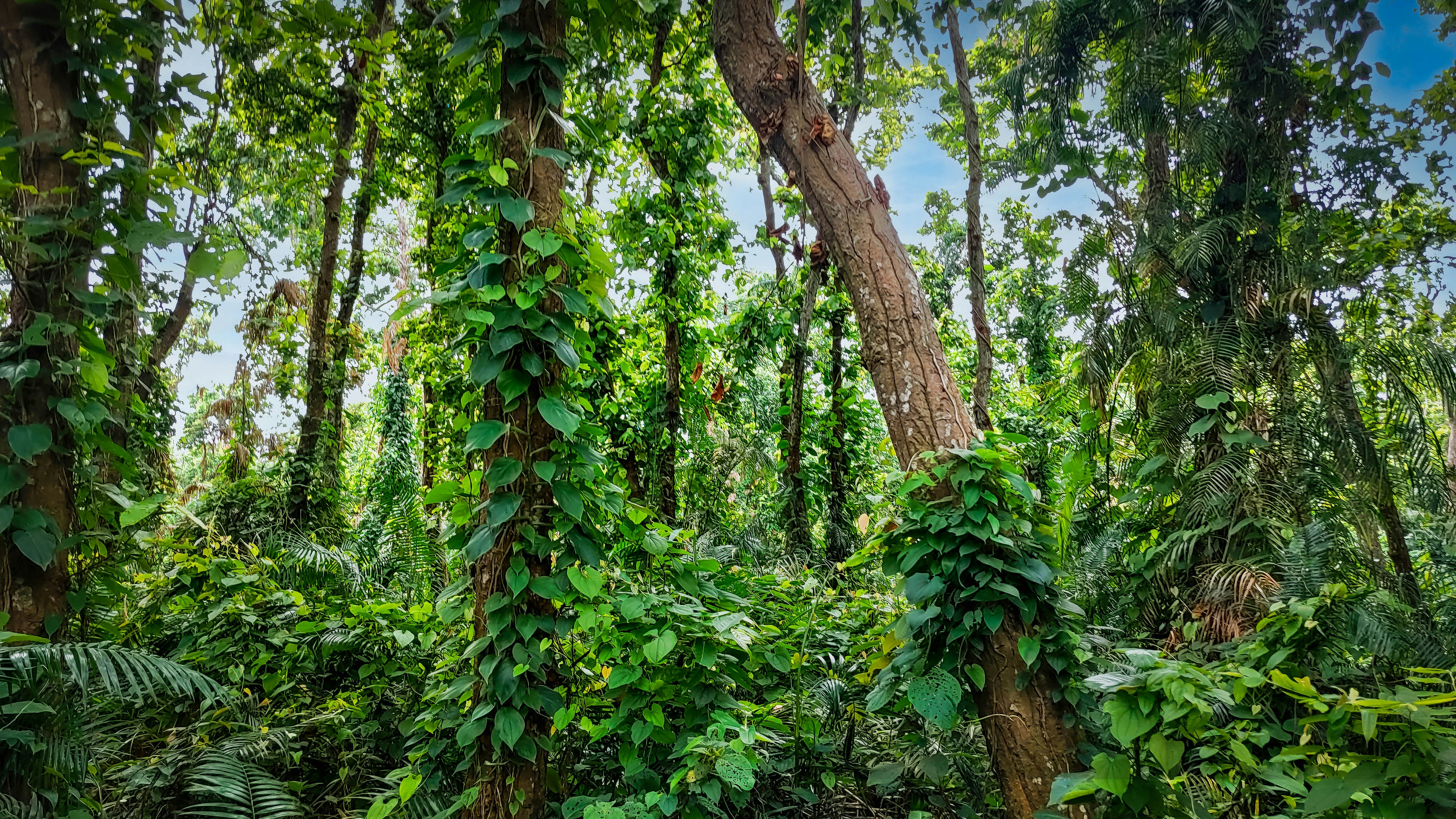 Lush green foliage enveloping tall trees in a dense forest, showcasing the vibrant ecosystem. Sunlight filters through the leaves, creating a serene atmosphere.