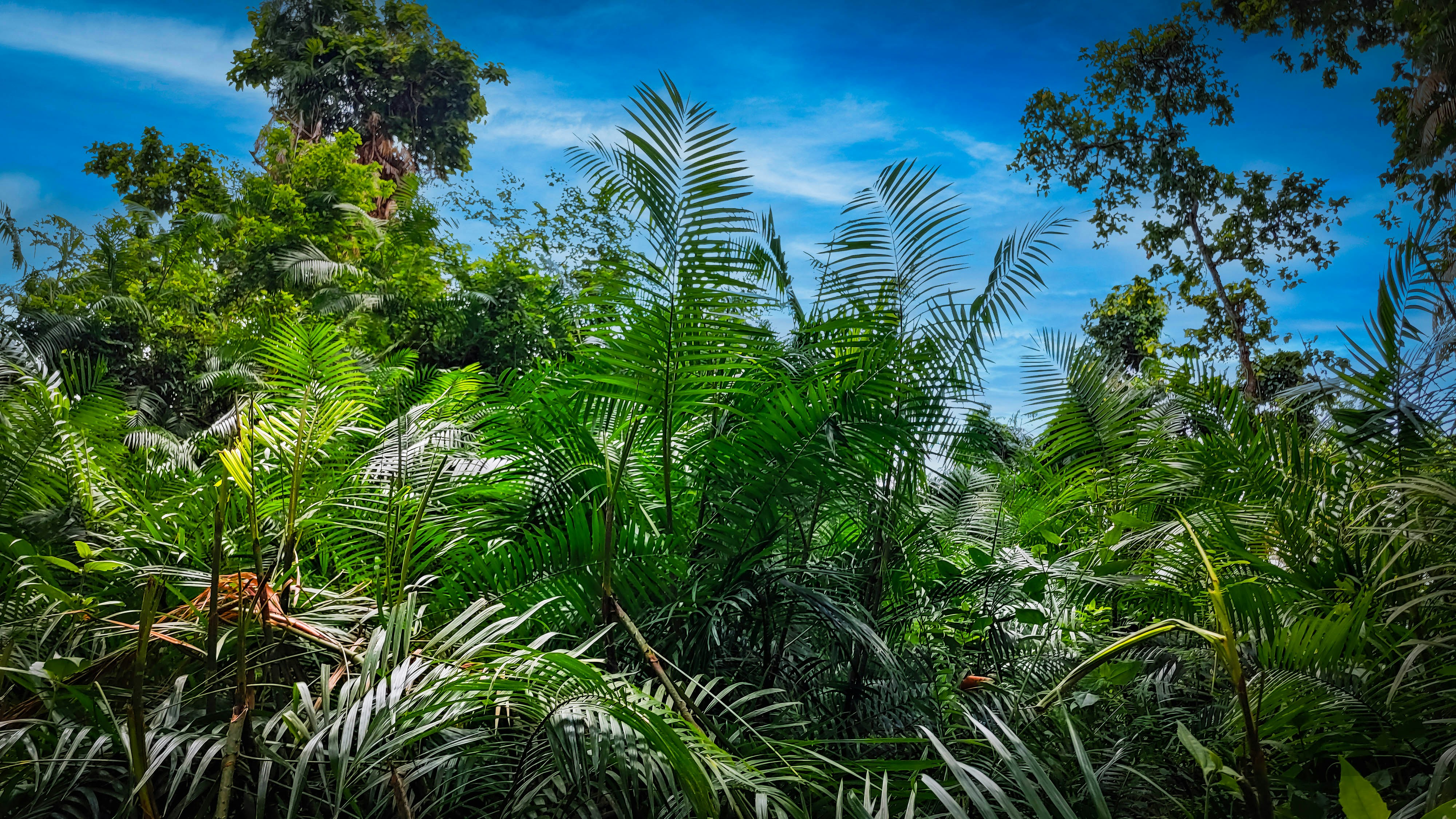 Lush green foliage intermingles with vibrant palm fronds under a bright blue sky, creating a rich tapestry of tropical vegetation.