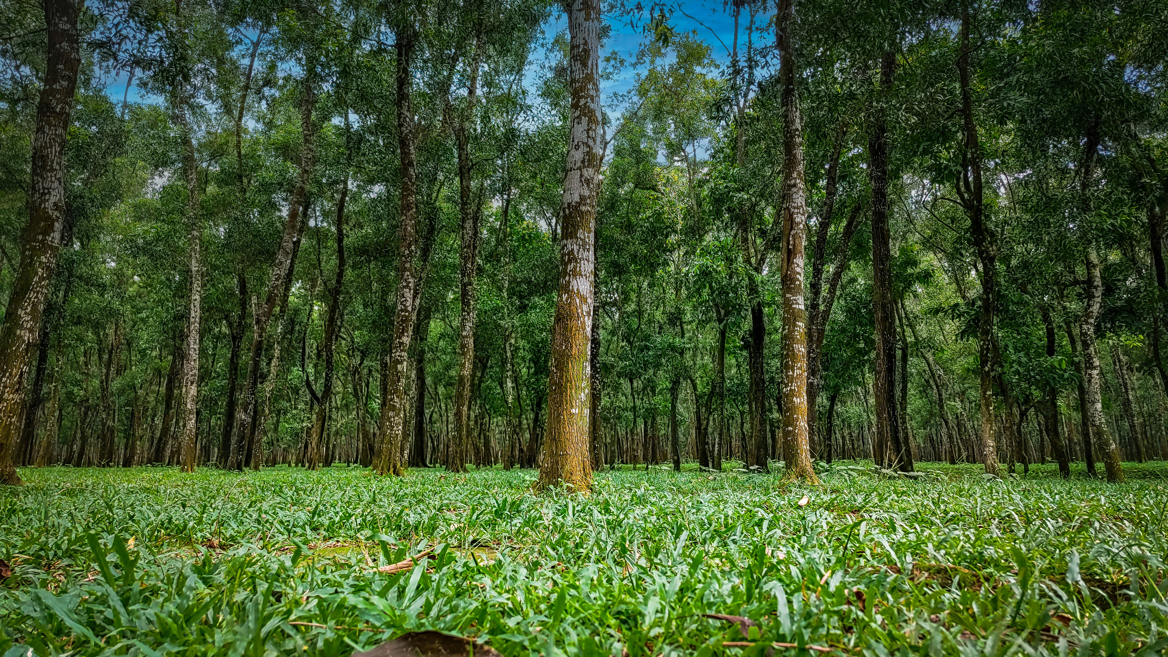 Lush greenery blankets the forest floor, interspersed with tall trees reaching towards the sky. A serene woodland scene invites exploration.