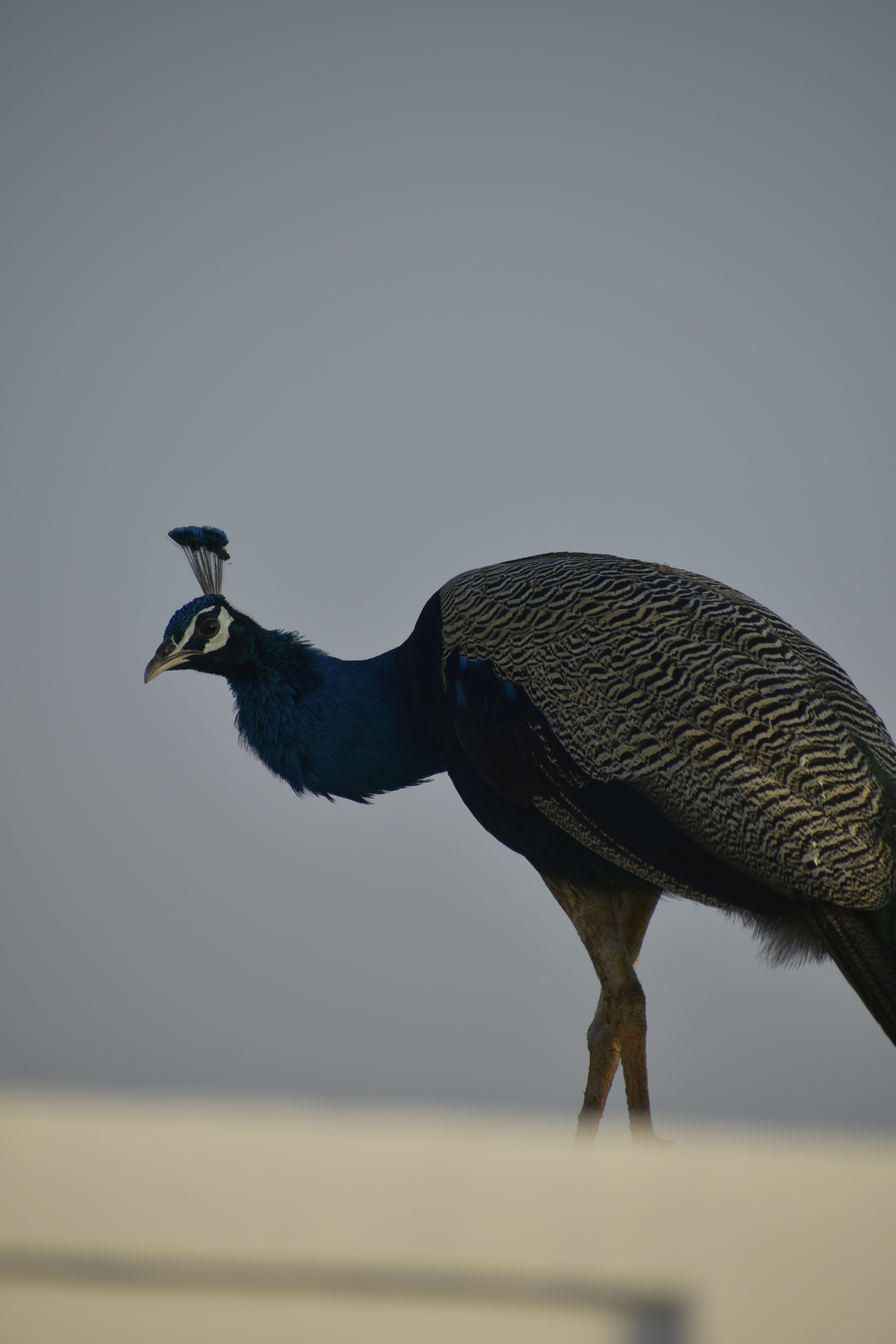 A peacock gracefully perched, showcasing its vibrant plumage against a soft, muted background.