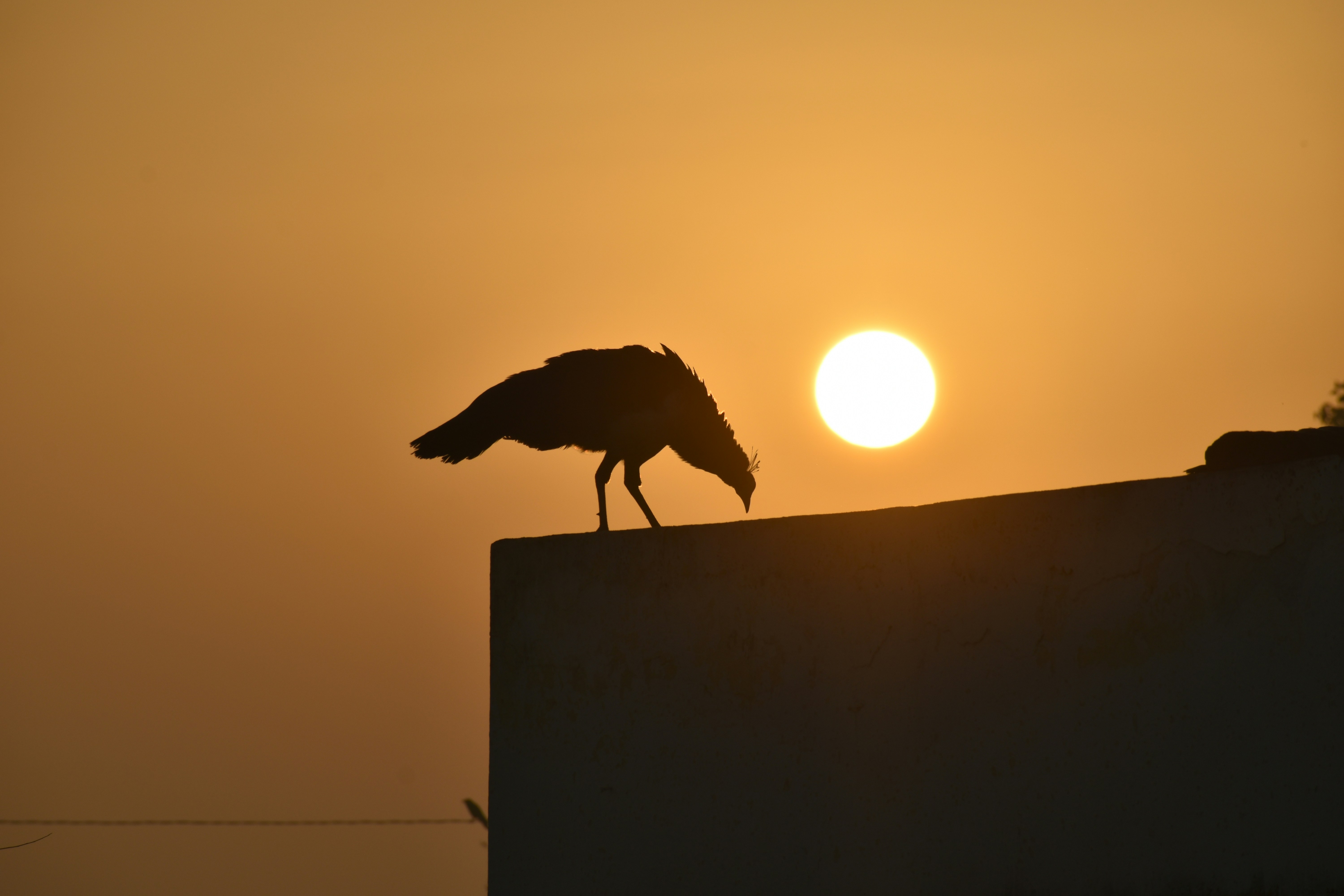 Dusk Sentinel: A Crow Perches on a Rooftop Against the Setting Sun