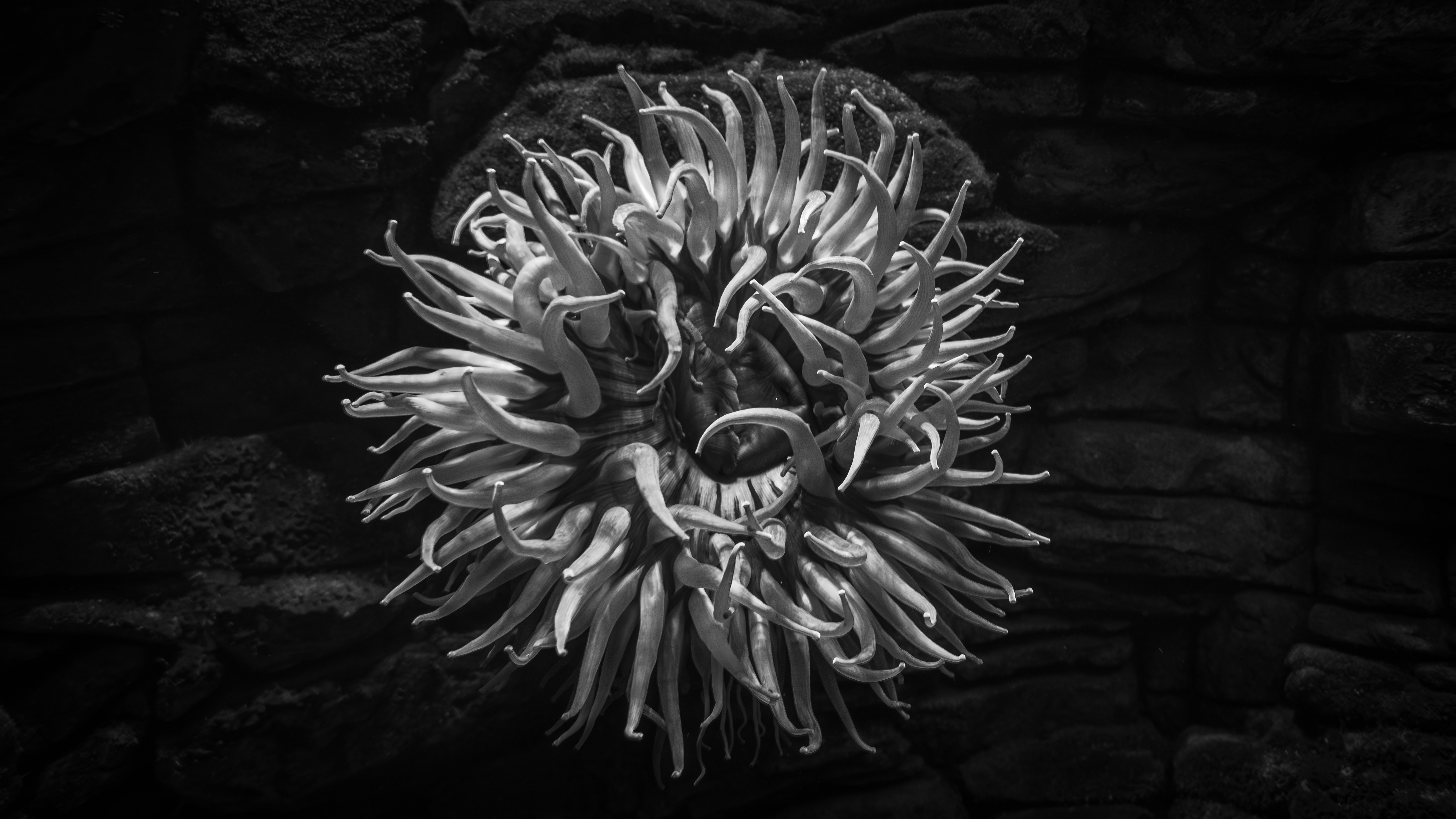 Close-up of a dandelion seed head in black and white