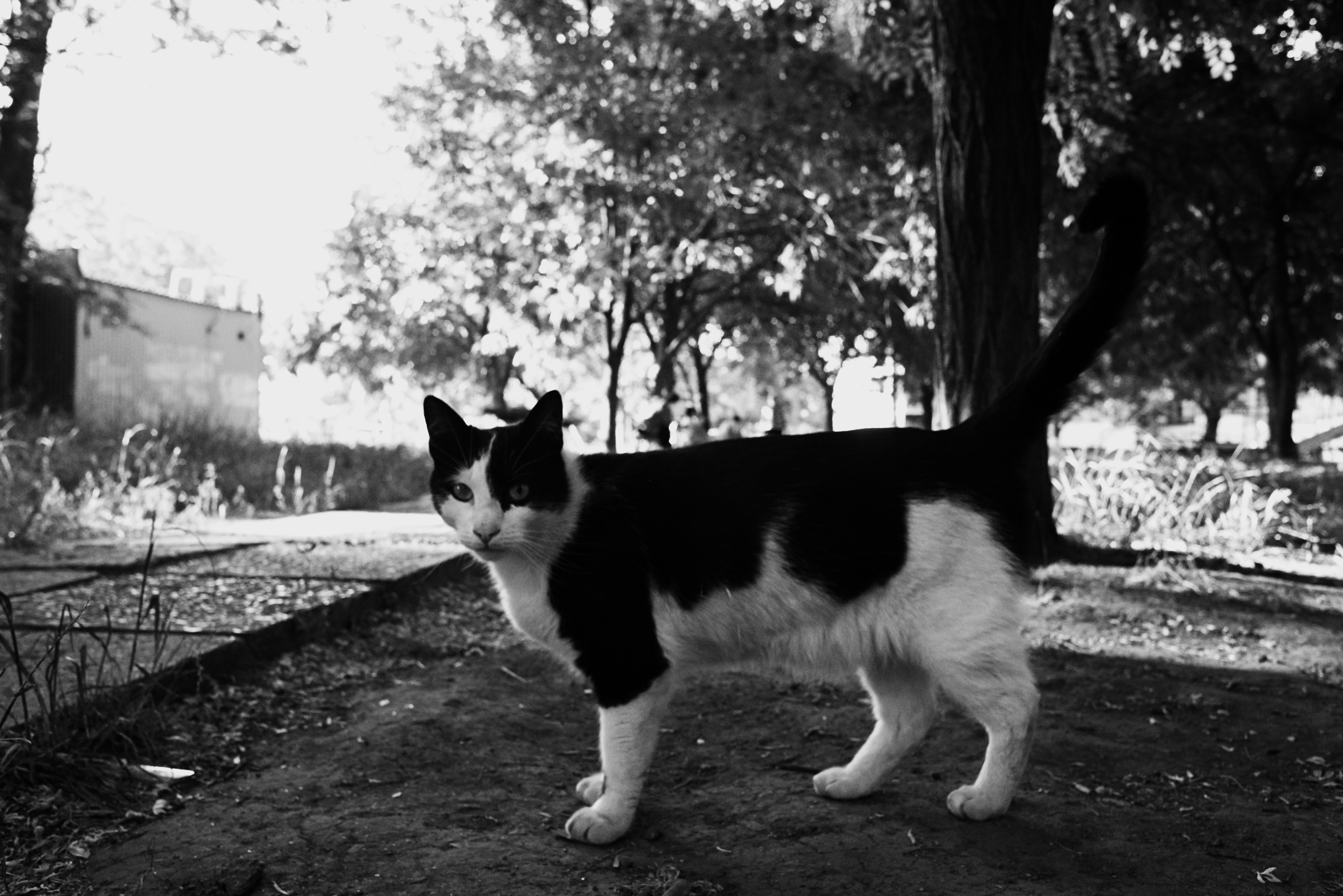 Whiskered Wanderer in Monochrome