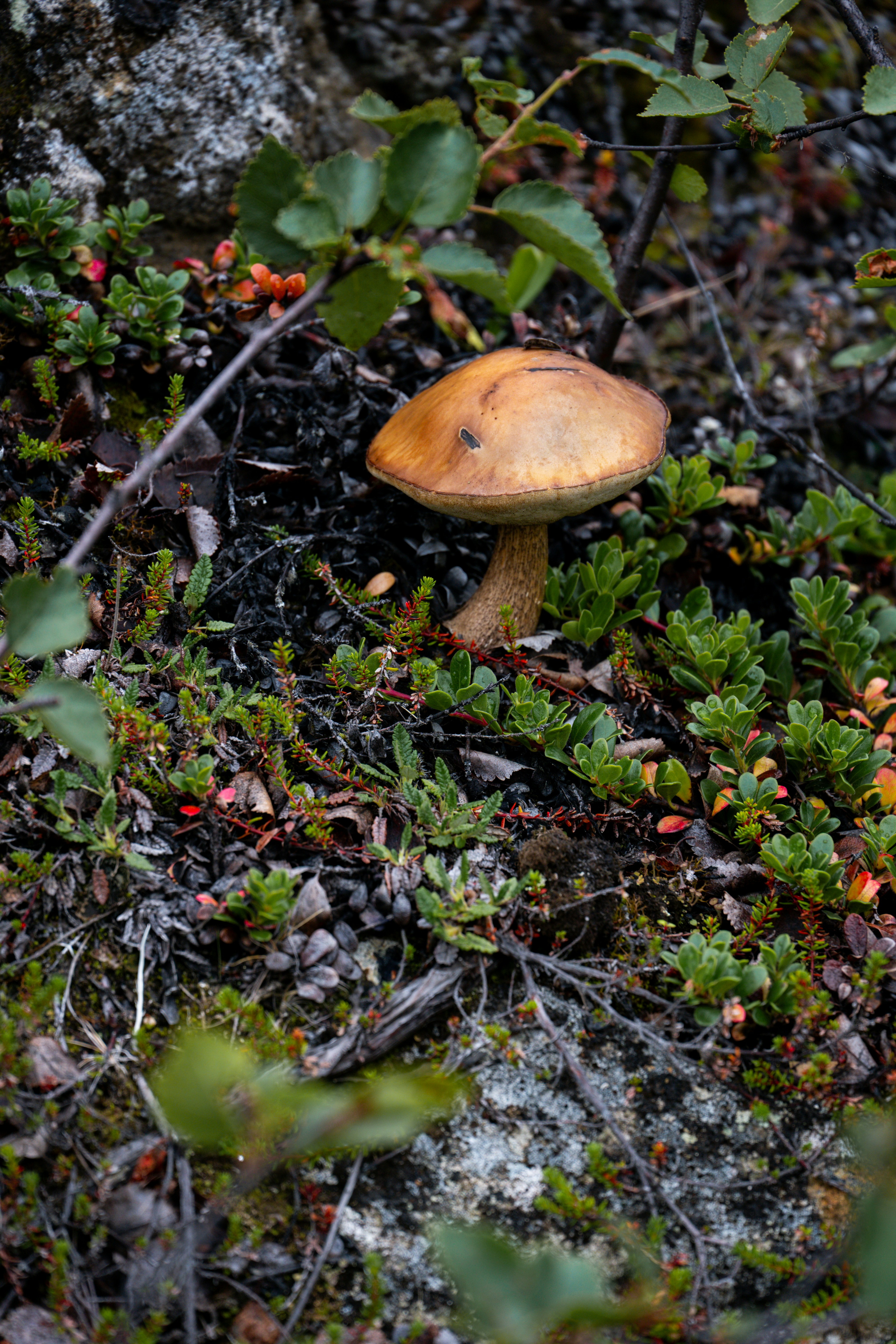 Amber Cap Rising: a Quiet Close-Up of a Forest Floor Mushroom