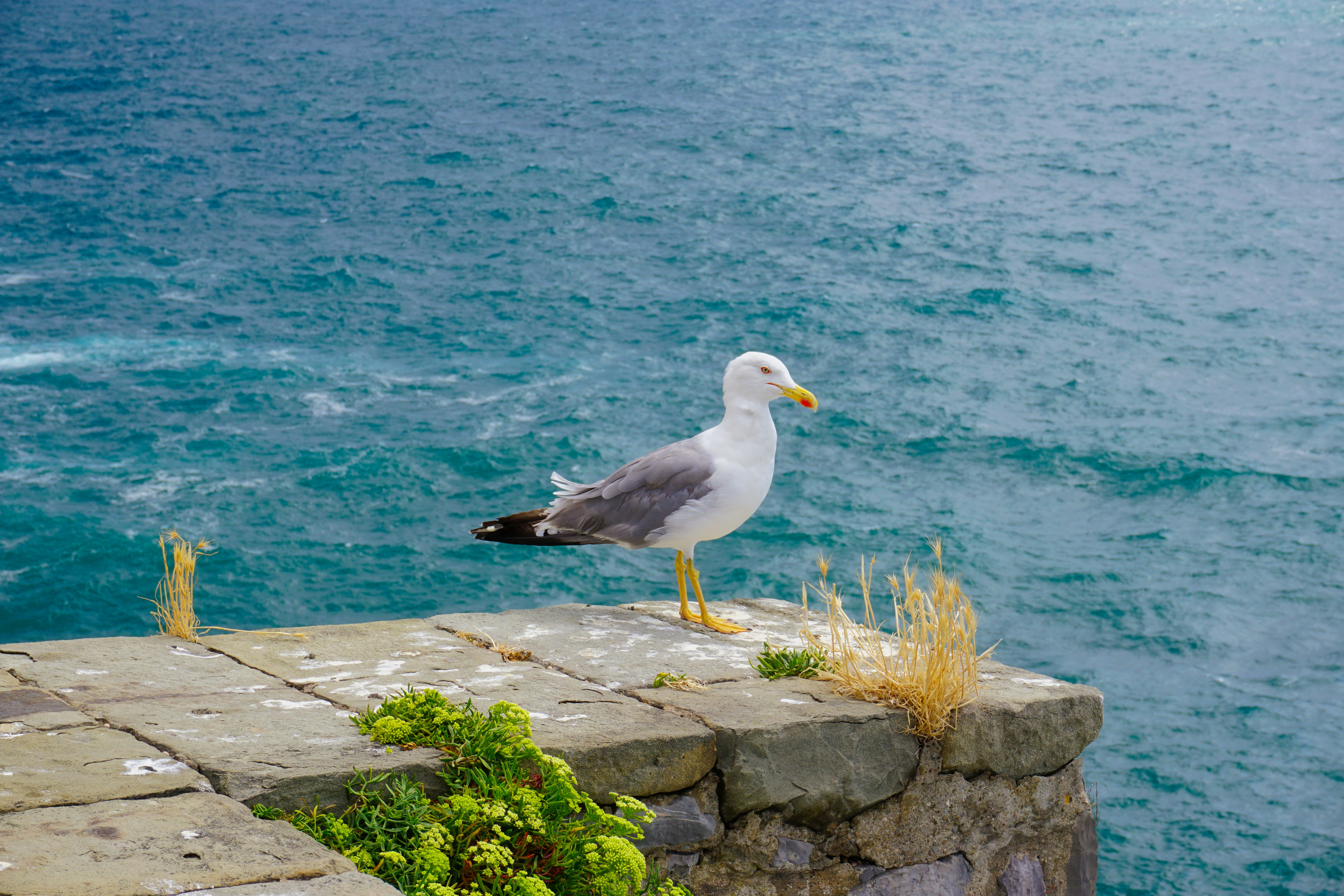 A seagull in Portovenere, Italy. | A seagull stands on a stone wall by the sea.
