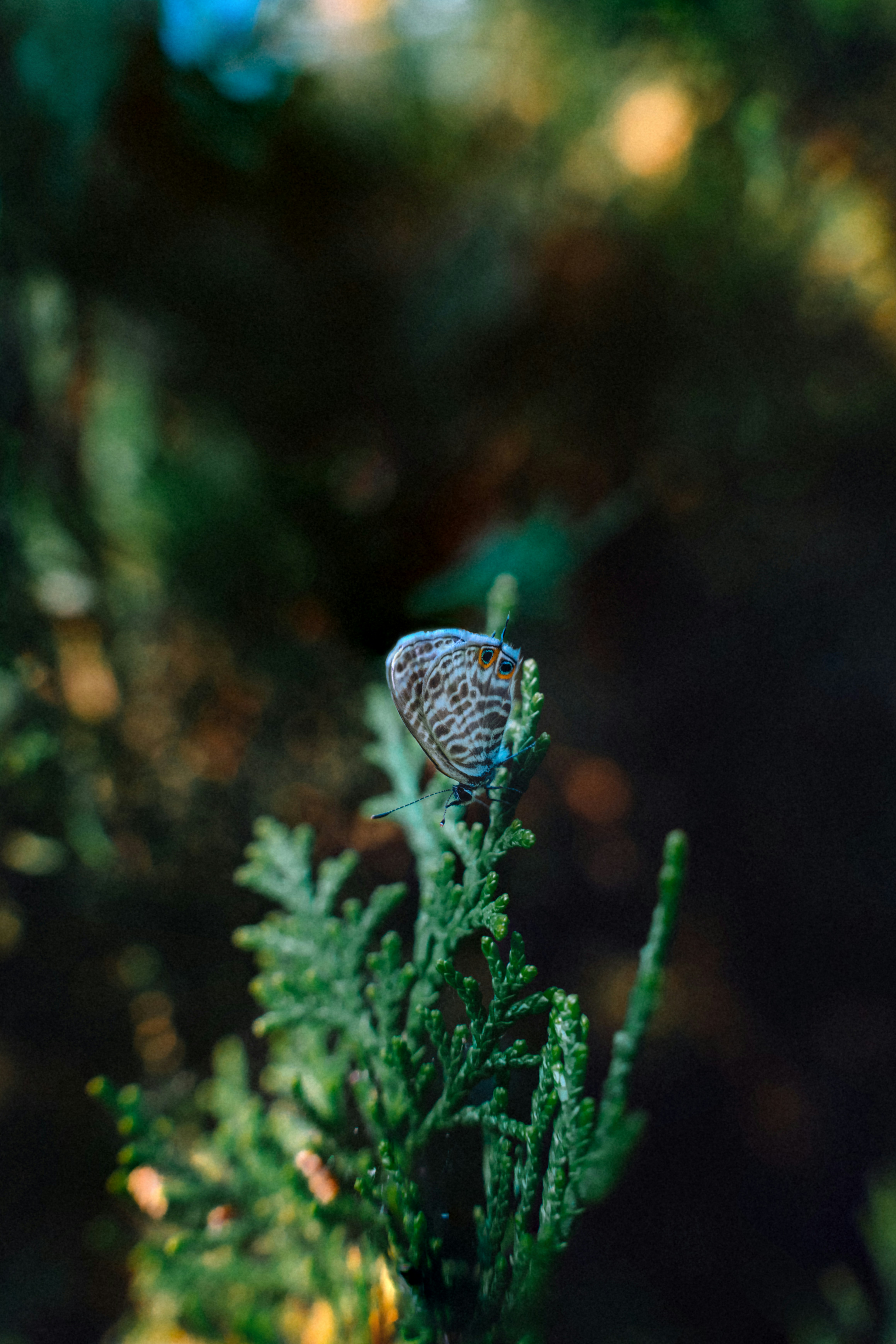 Small bird nest on a green branch