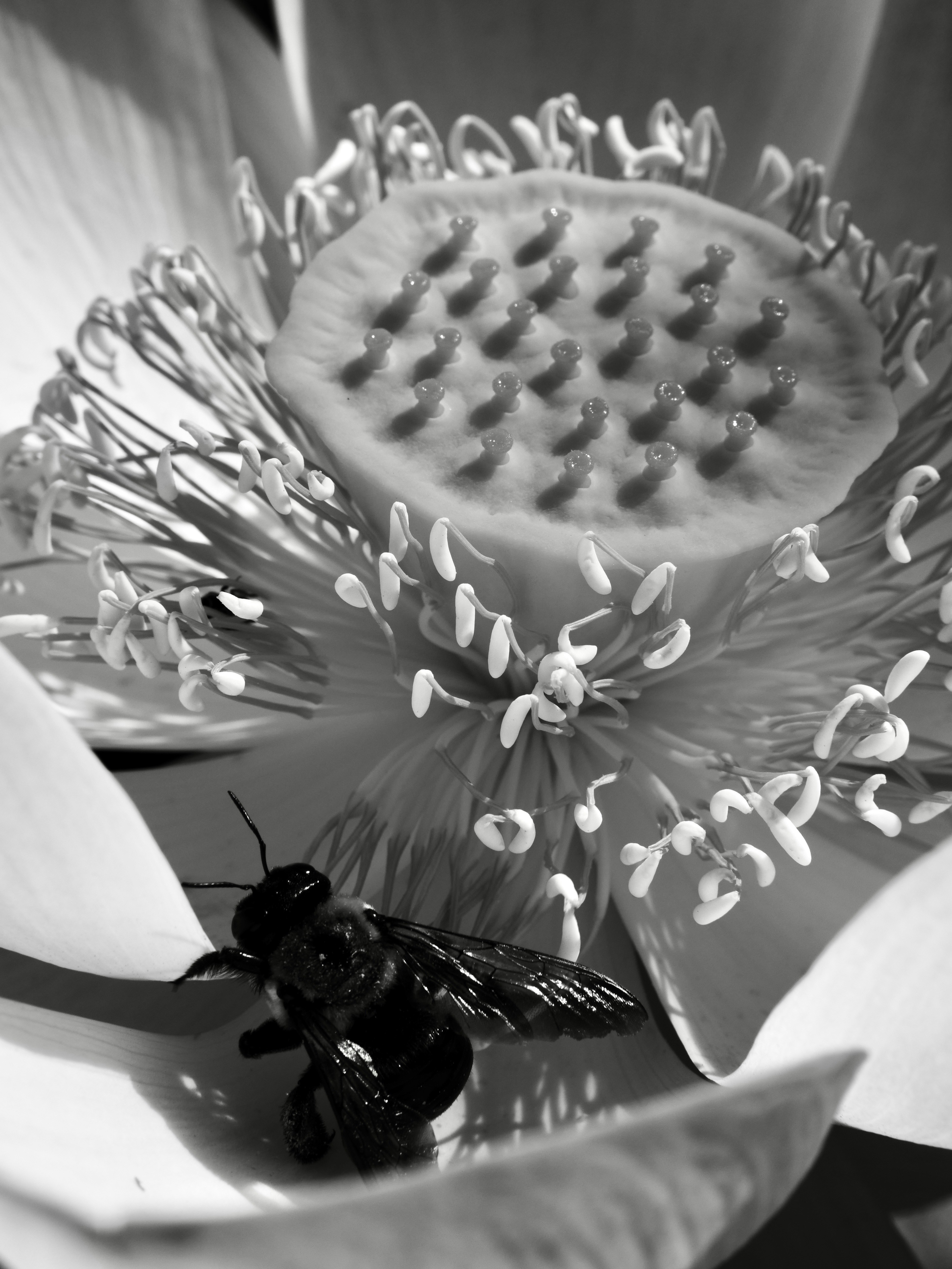Harmony in Monochrome: Nature's Dance