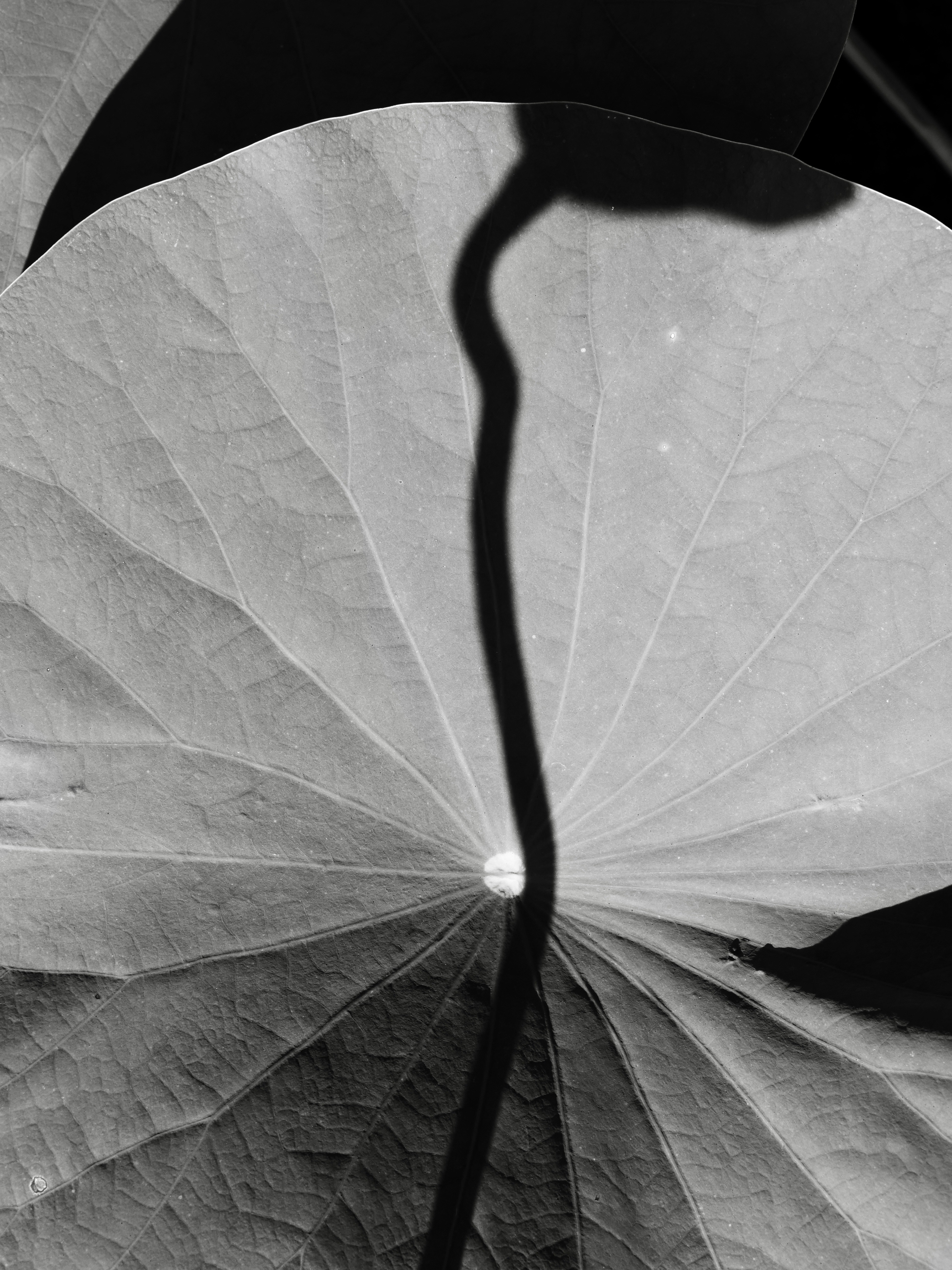 The stem of a lotus flower as a shadow on its leaf | Close-up of a lotus leaf with a shadow