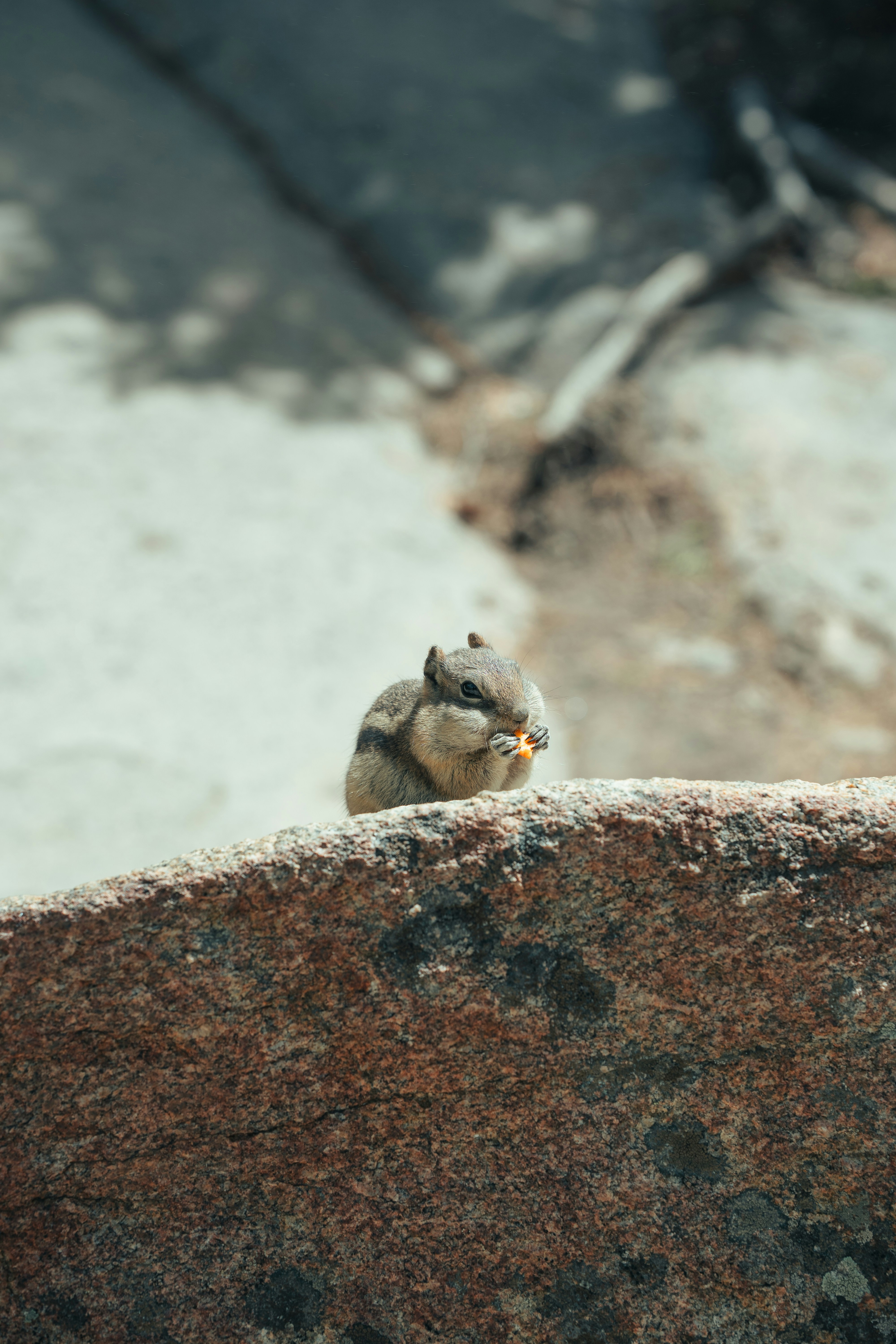 A Moment of Stillness: The Squirrel's Snack