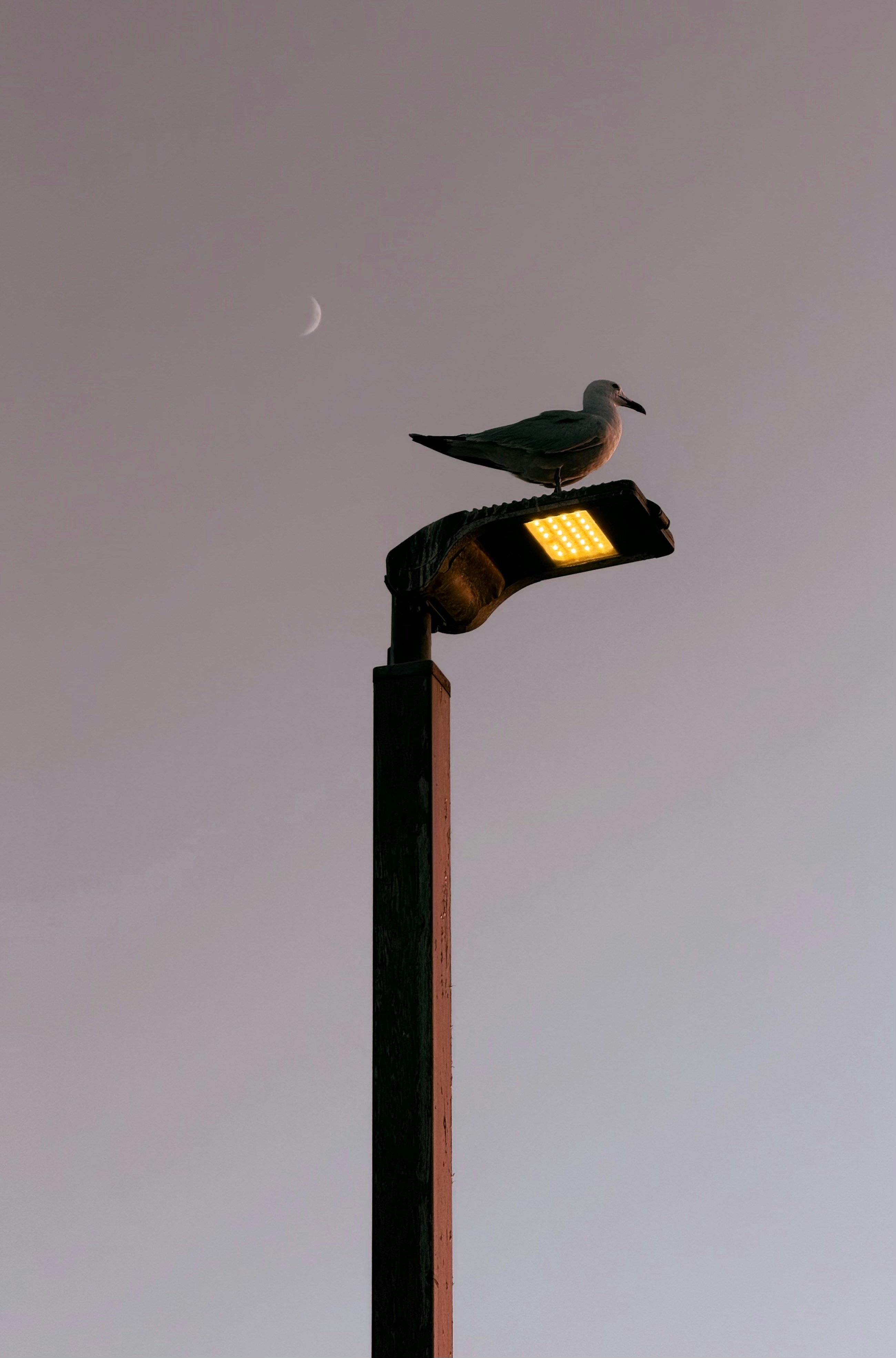 Silent Sentinel of the Evening Sky