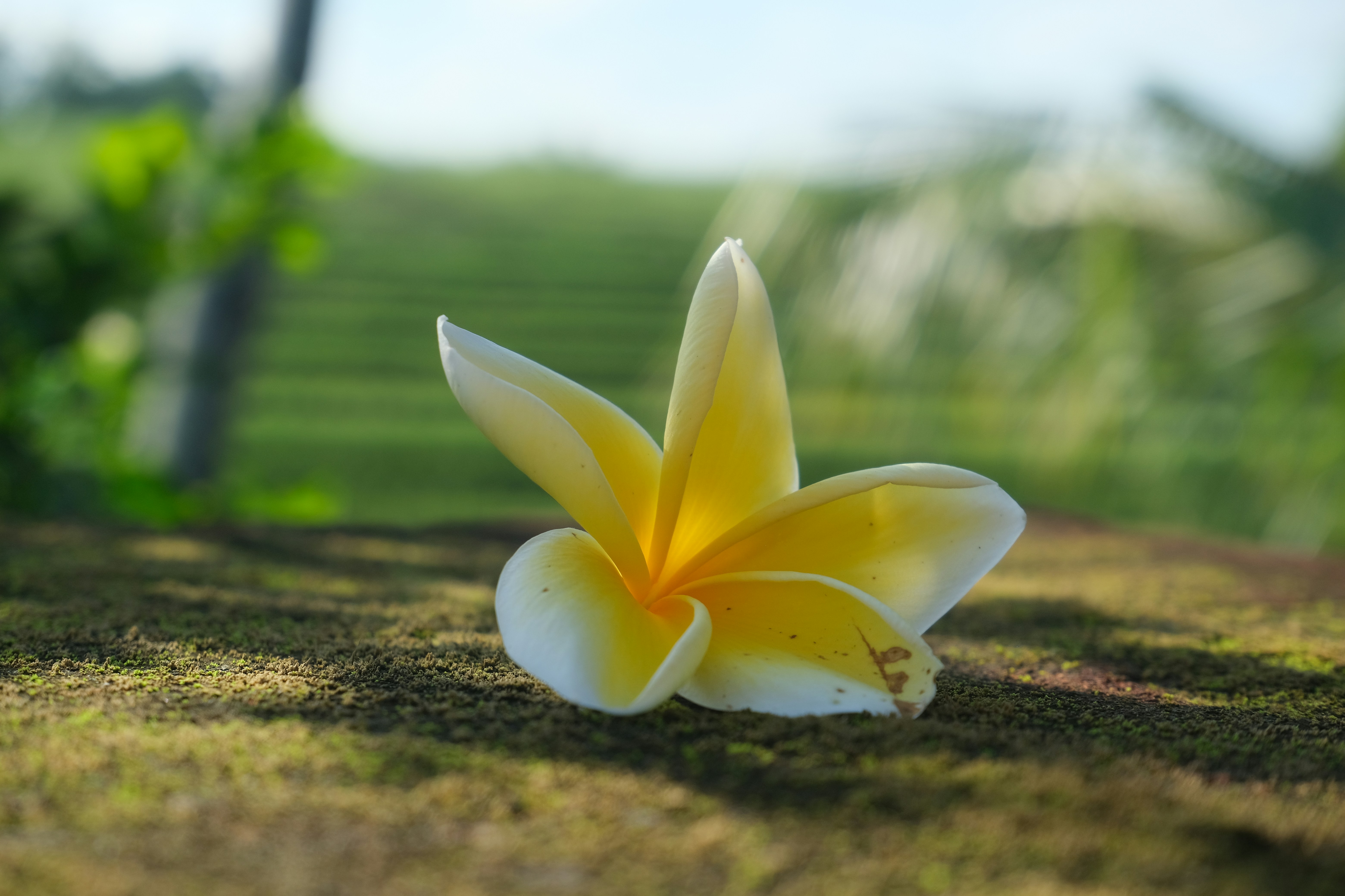 A single white and yellow flower lies on a textured surface.