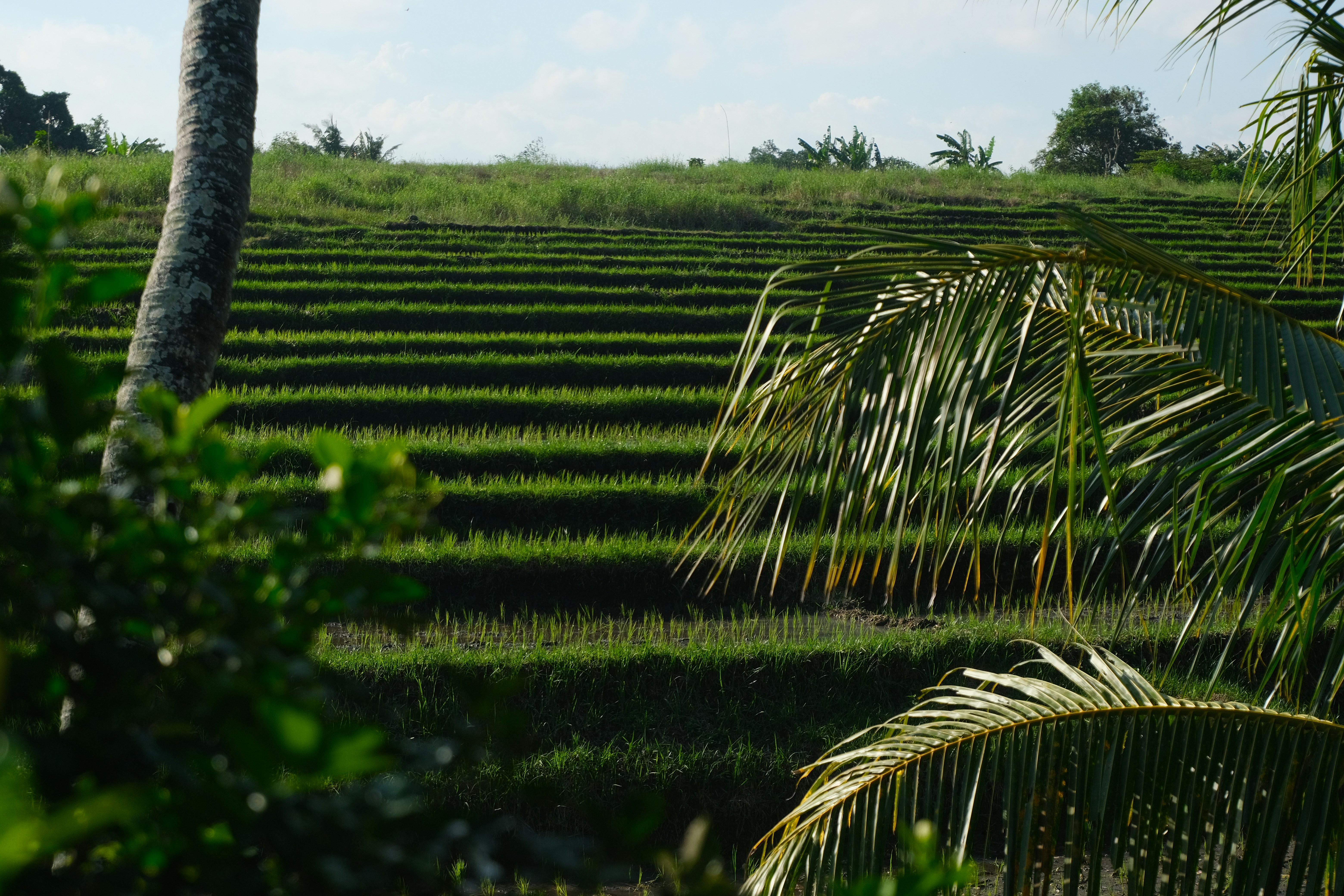 Lush rice terraces cascading down a hillside, framed by tropical foliage under a clear sky.