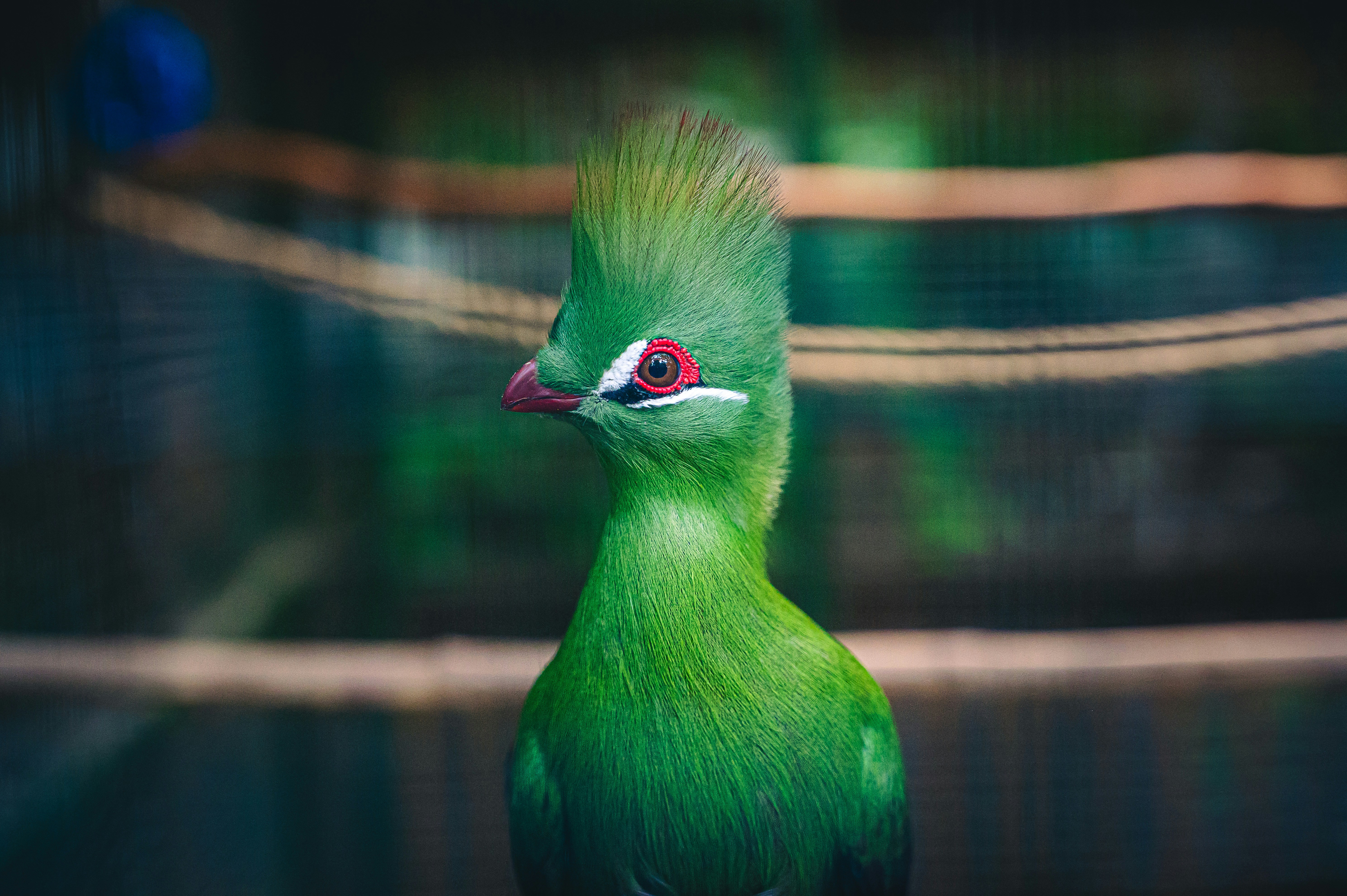 Emerald Elegance: The Majestic Turaco