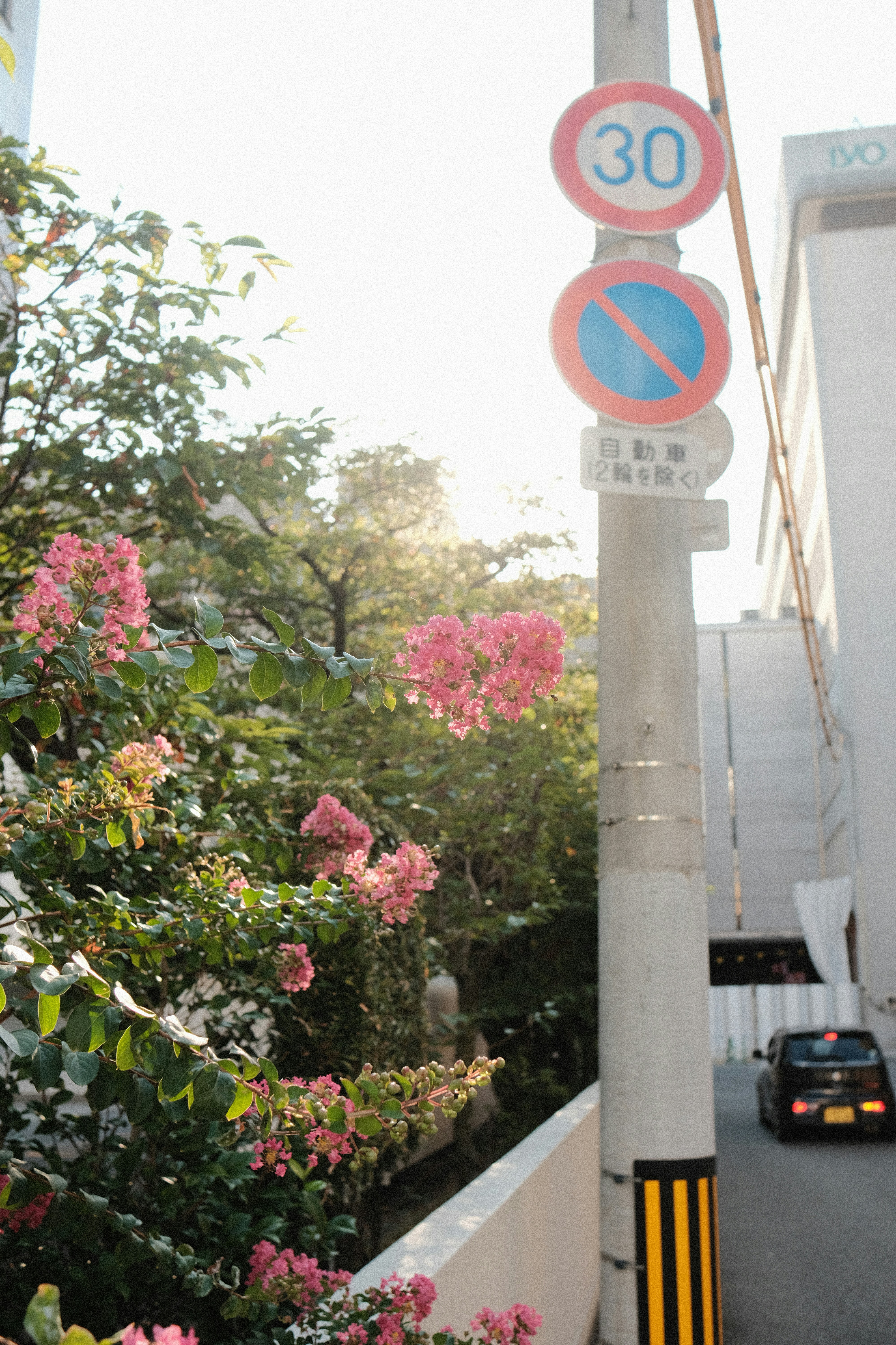 Vibrant pink flowers bloom near a street sign in a bustling urban setting, highlighting the contrast between nature and city life.