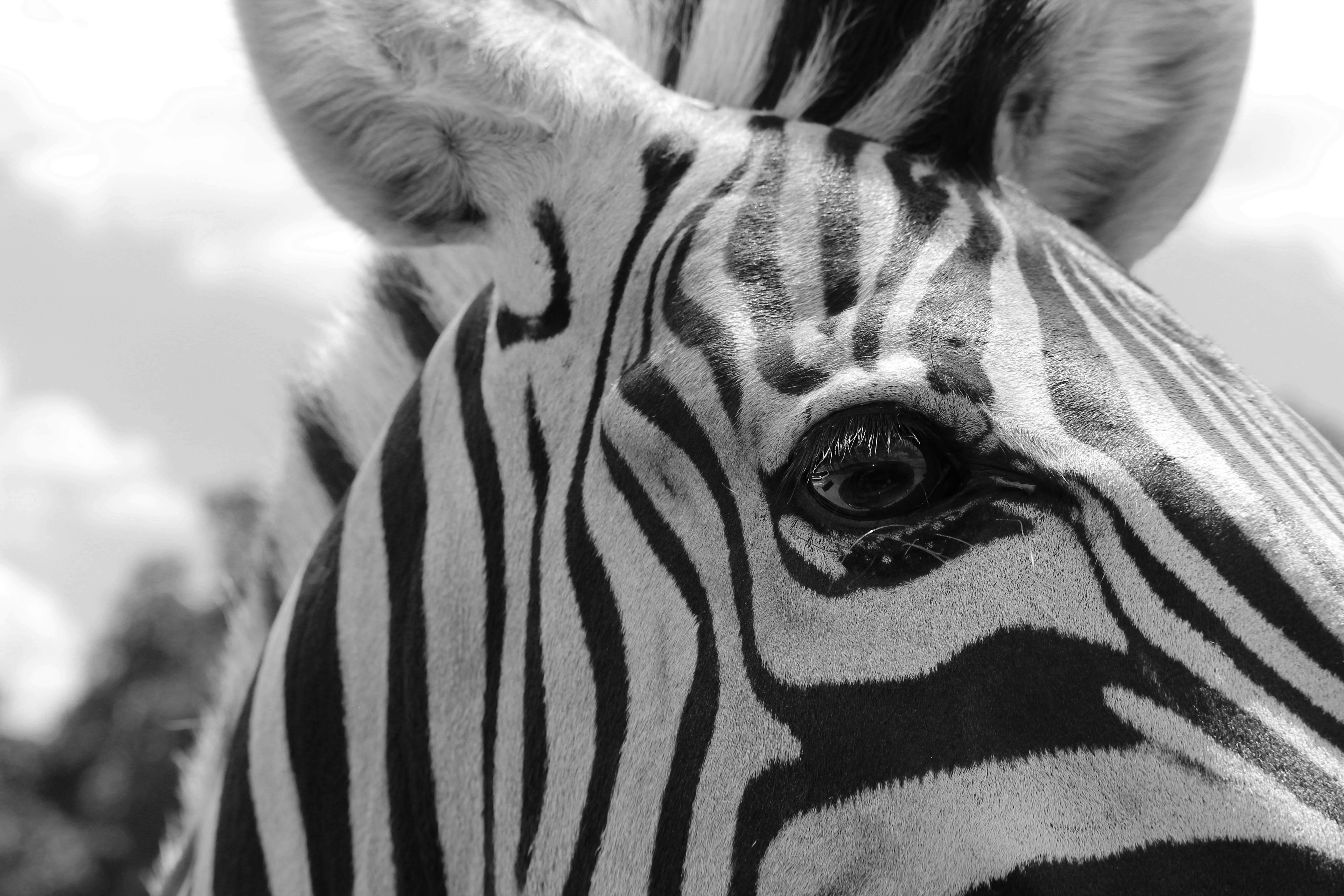 The Intricate Gaze of the Zebra