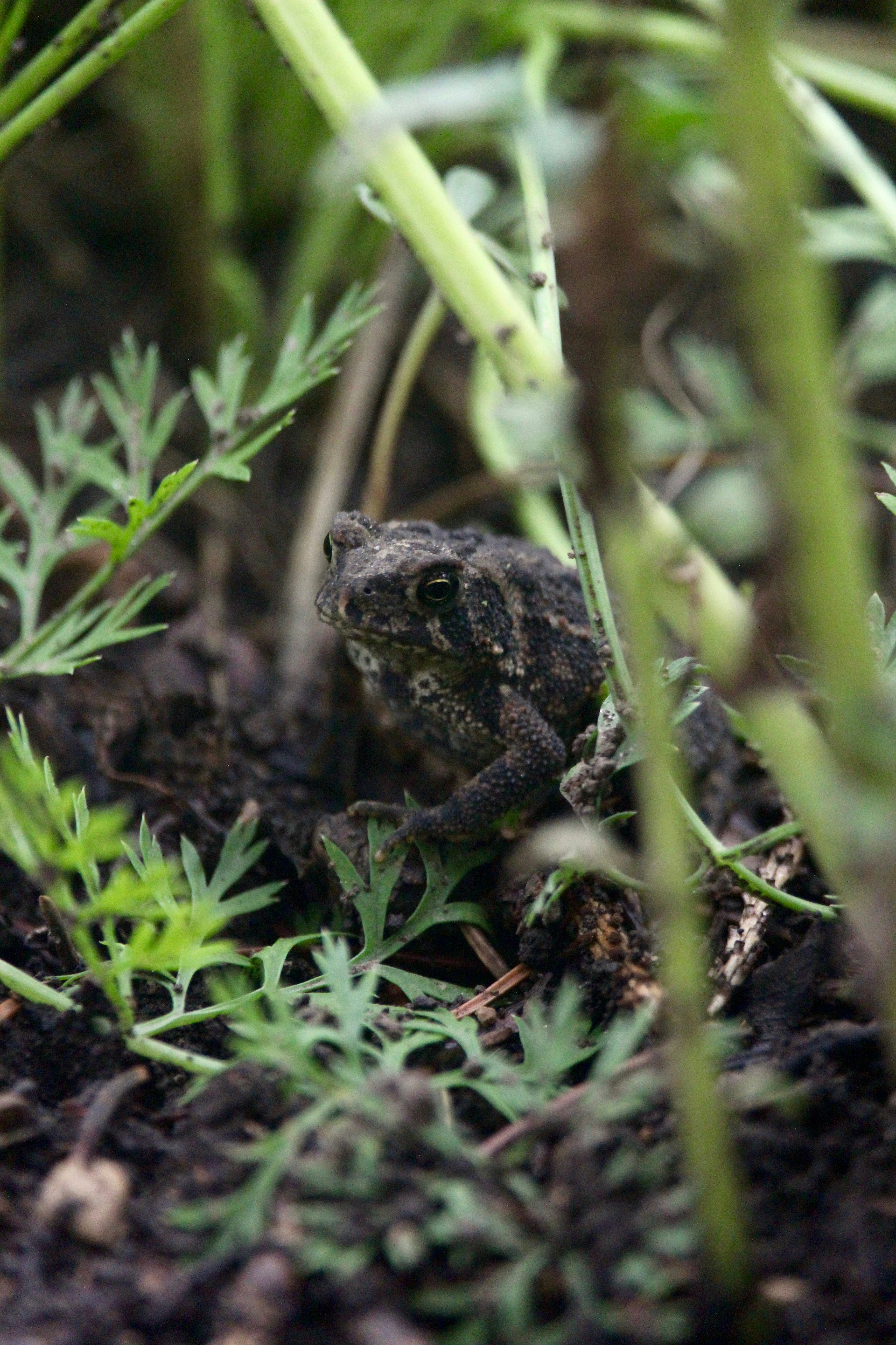 A small toad sits among green plants and soil.