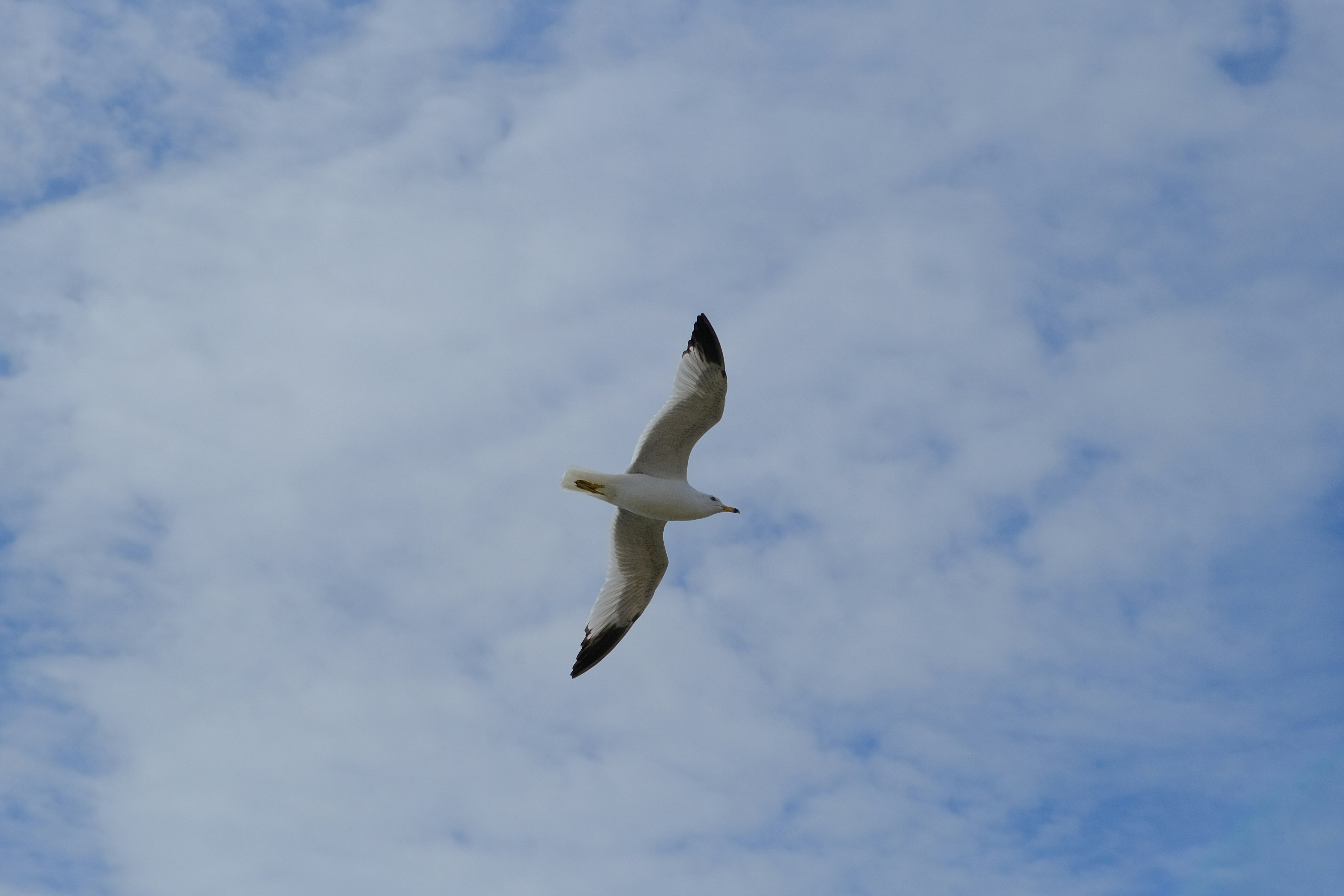 A seagull flying through a cloudy blue sky