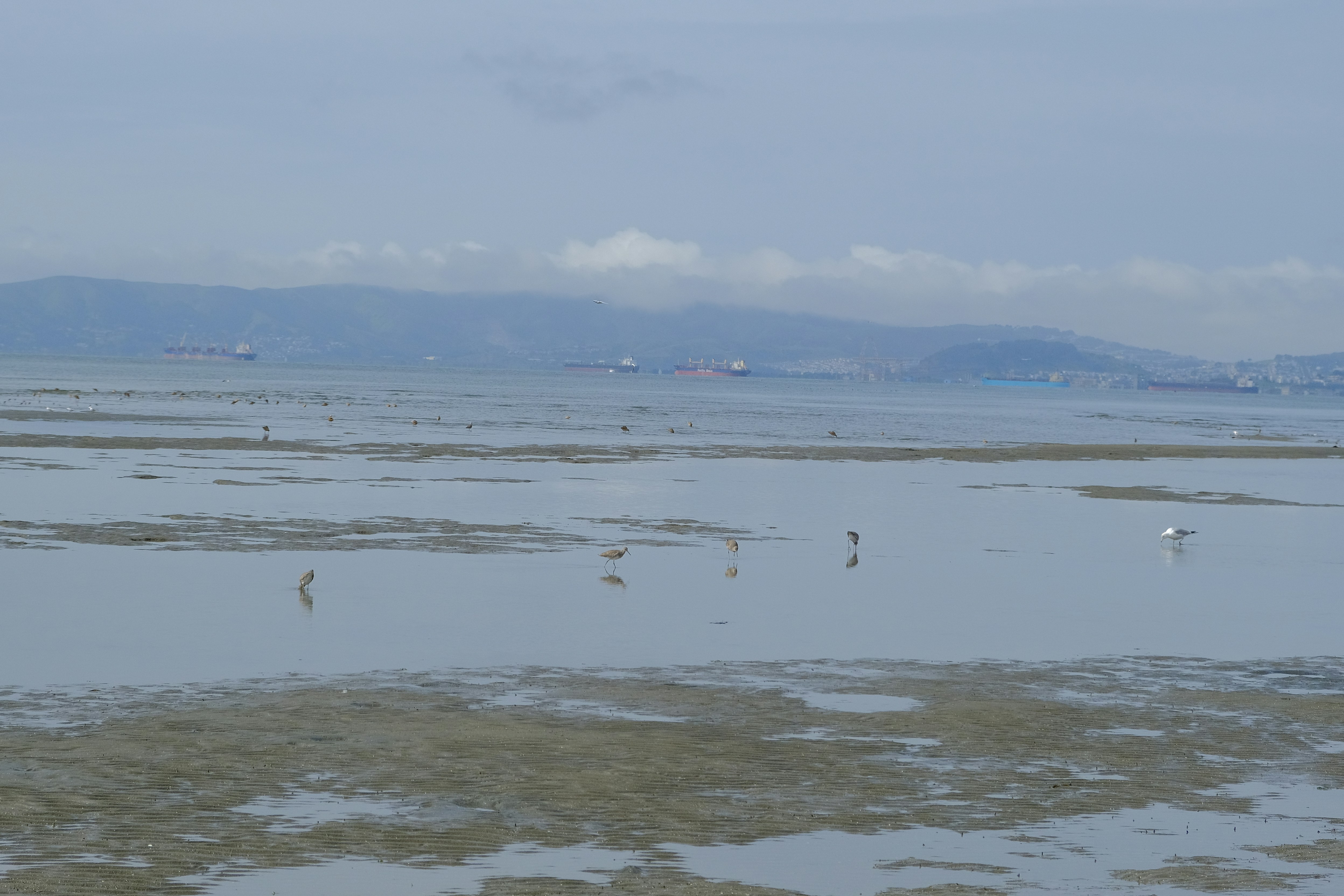 Birds wading in shallow water with distant ships and hills.