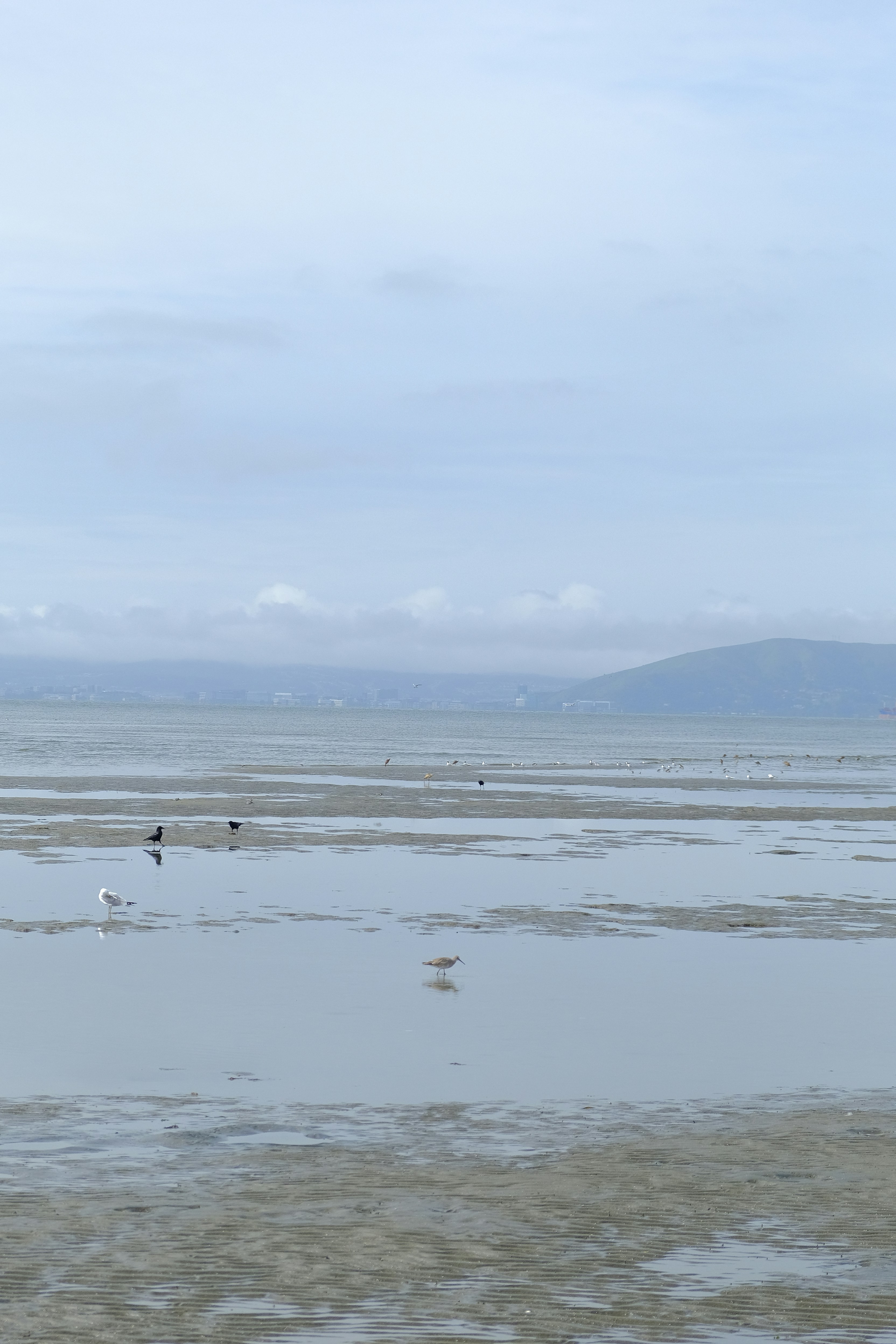 Seagulls stand on a muddy shore under a cloudy sky.