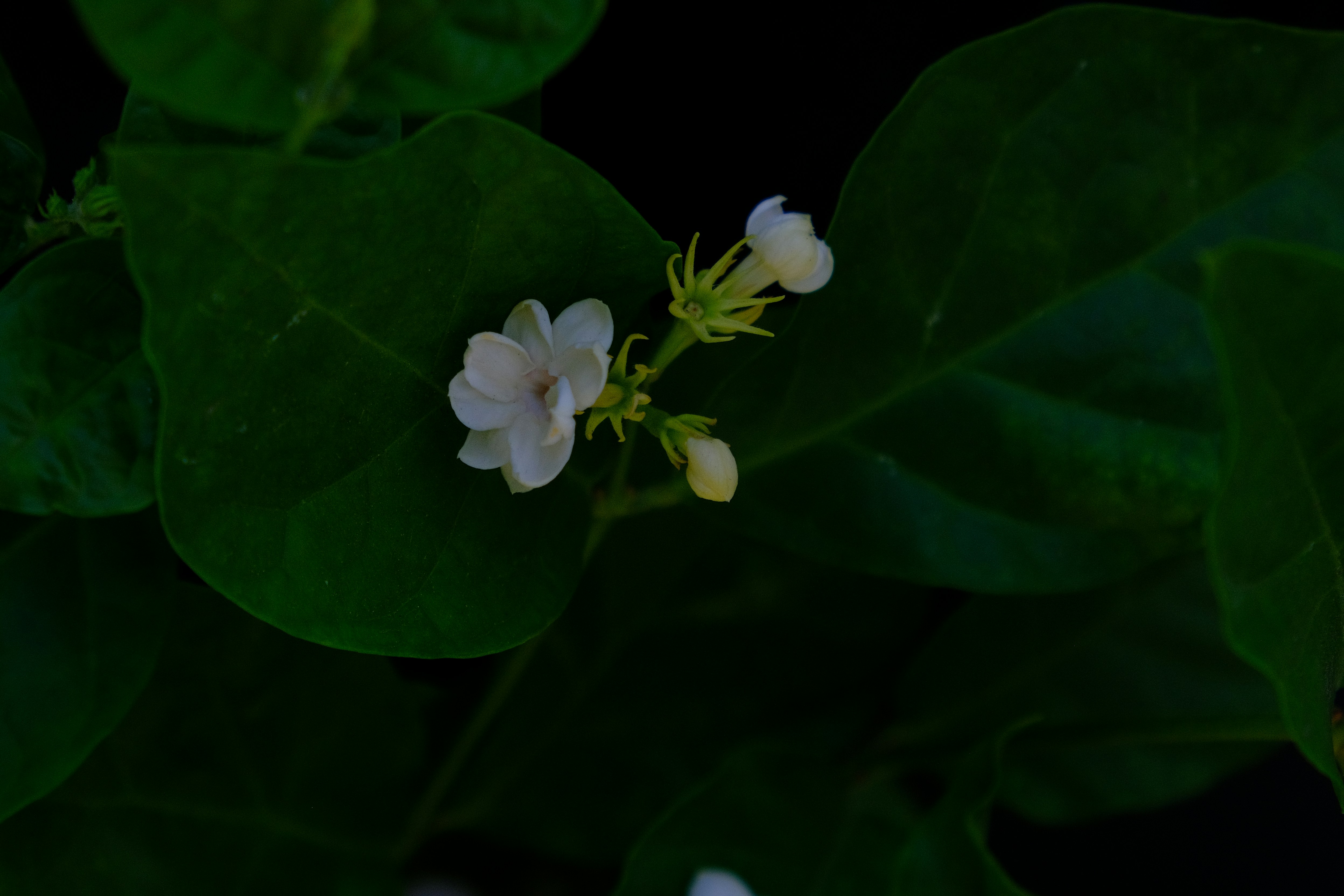 Whispers of Nature: A Delicate Bloom Amidst Shadows