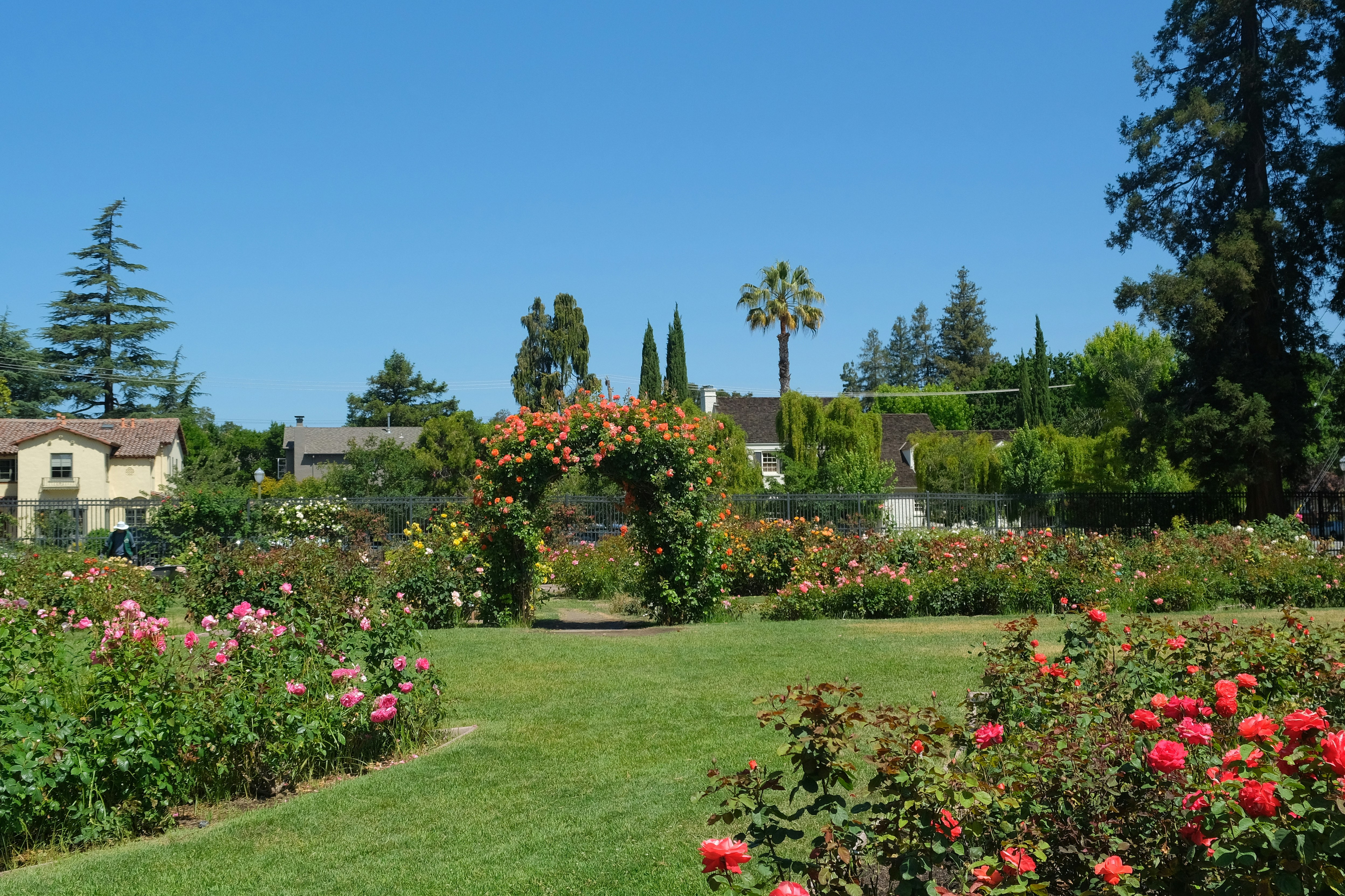Vibrant rose garden with an archway covered in flowers, framed by lush greenery and a clear blue sky.