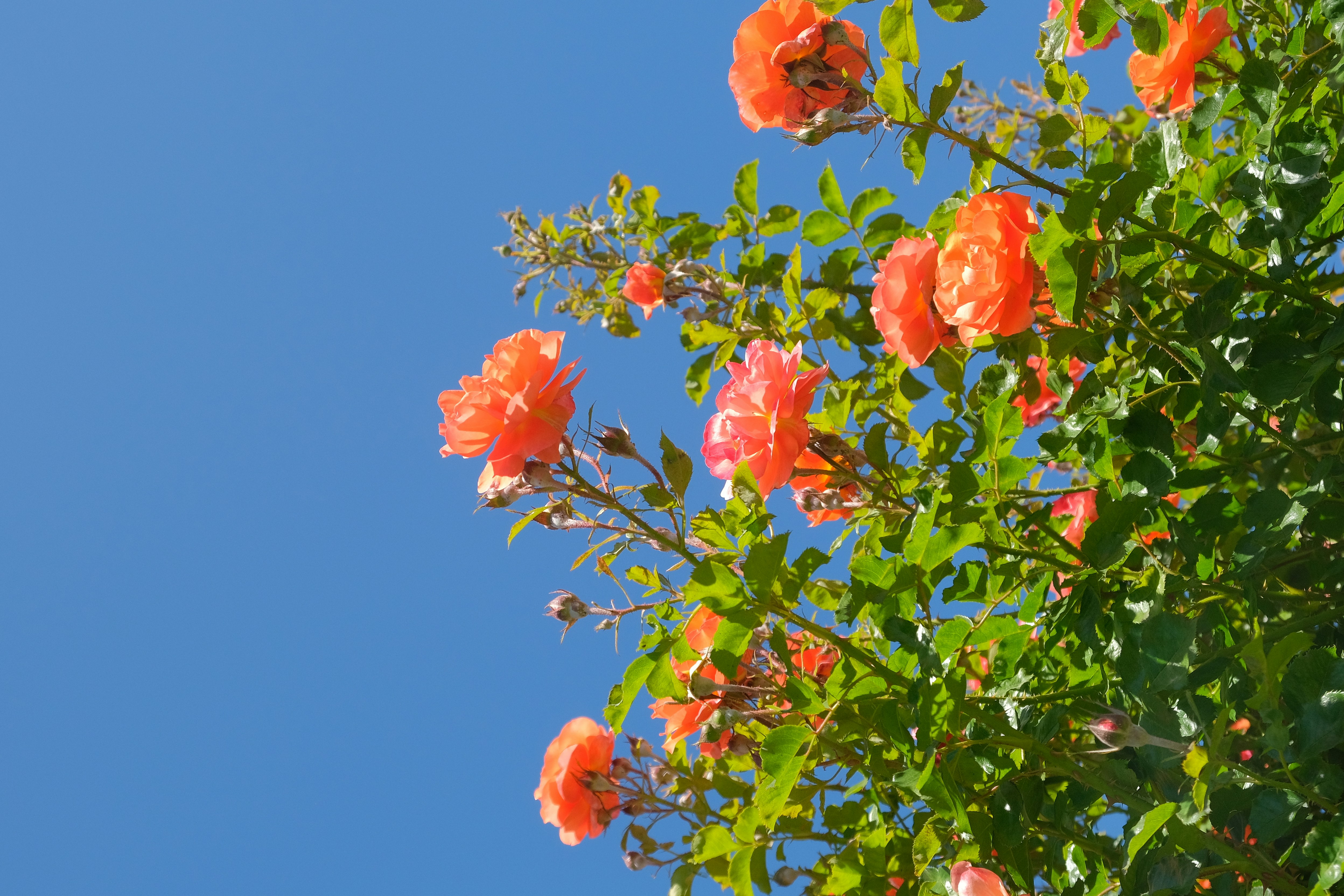 Vibrant orange roses bloom against a clear blue sky, showcasing the beauty of nature in full flourish.