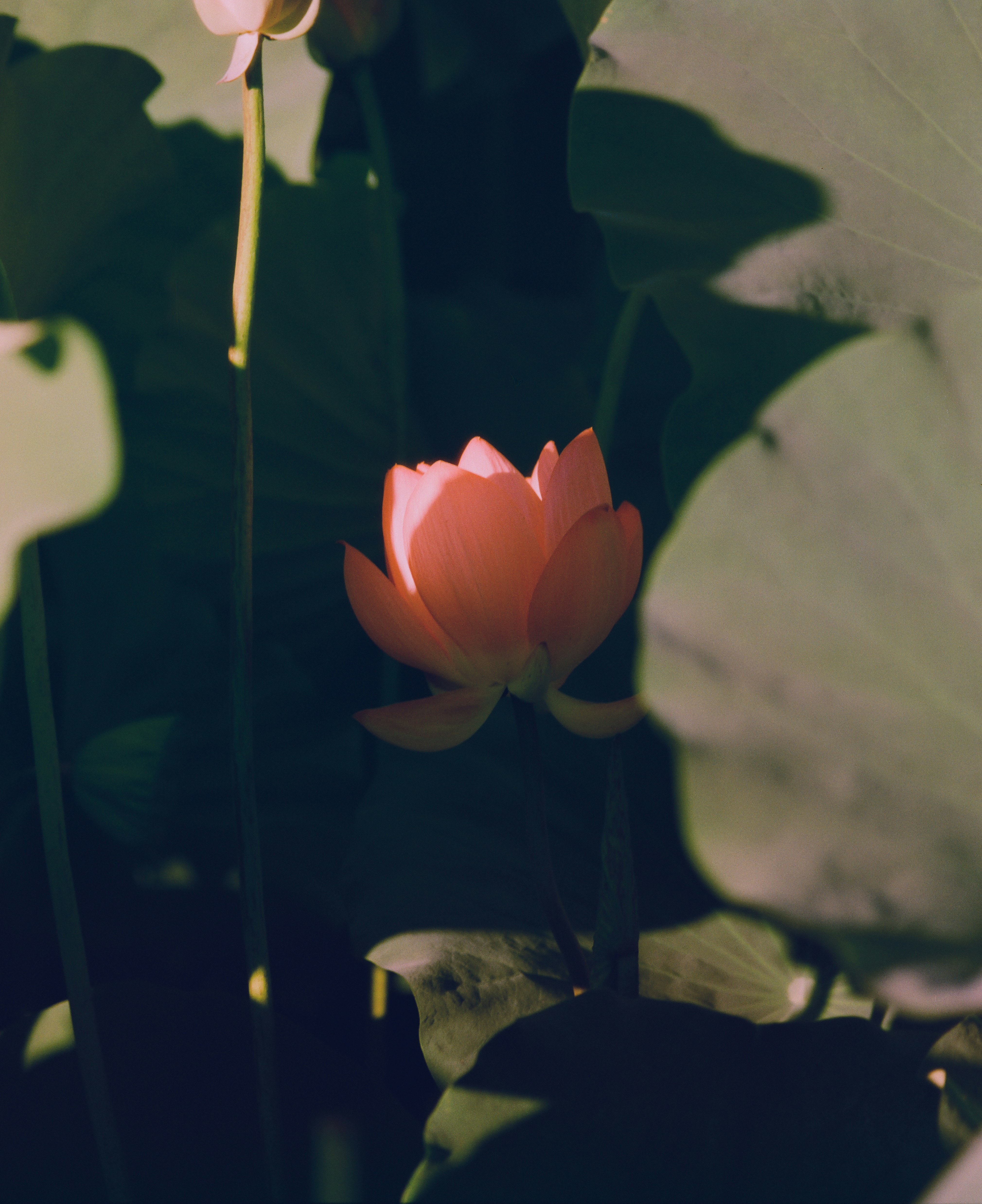 A single pink lotus flower blooms among green leaves. photo – Free Film ...