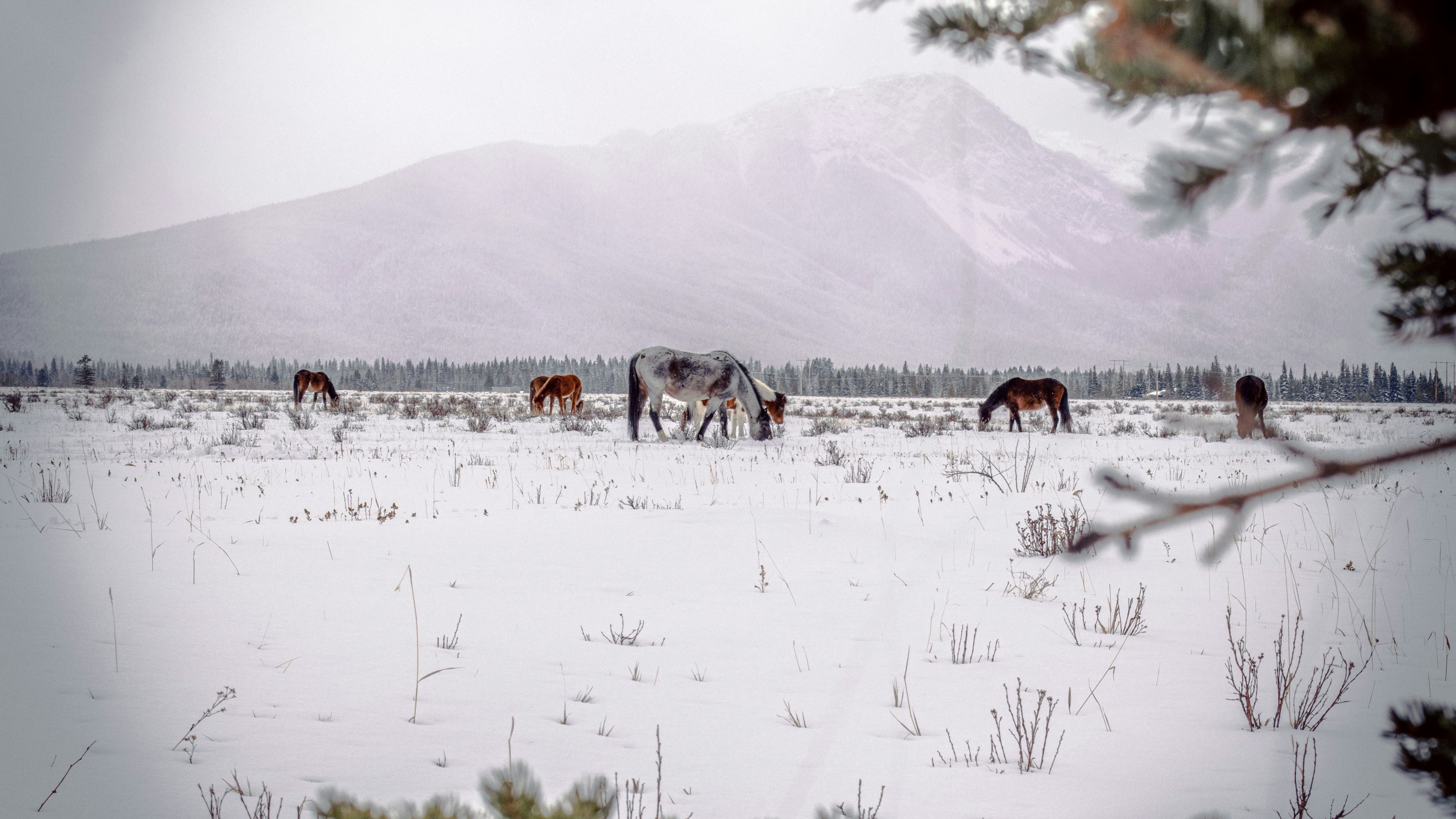 A tranquil winter landscape featuring a small herd of horses grazing on snow-covered plains, with distant mountains and a forest providing a majestic backdrop, framed naturally by snow-laden tree branches. | Herd of horses in a snowy landscape