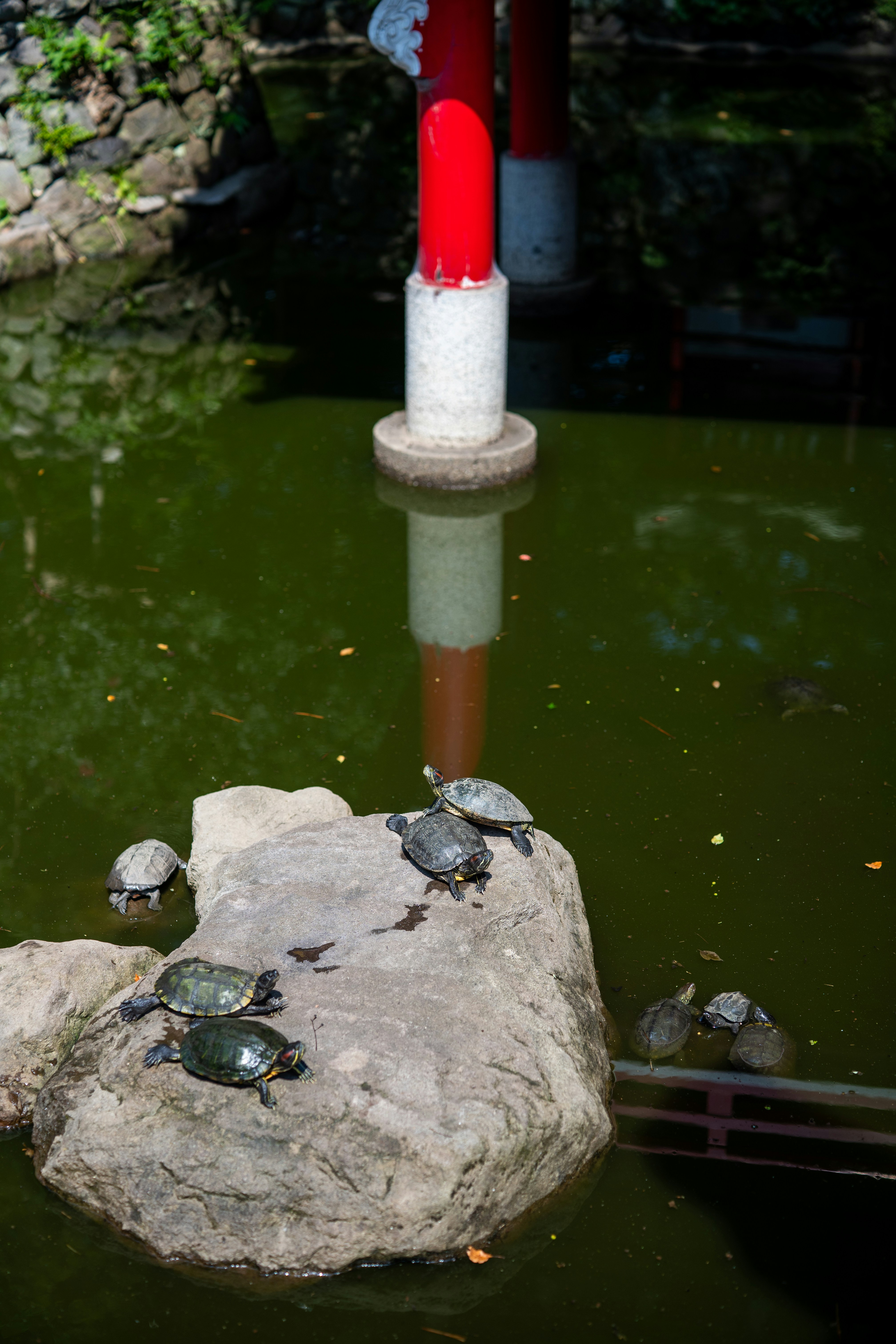 Group of turtles basking on a rock in a tranquil pond, with a red pillar reflected in the water. The scene captures a moment of nature's calmness.