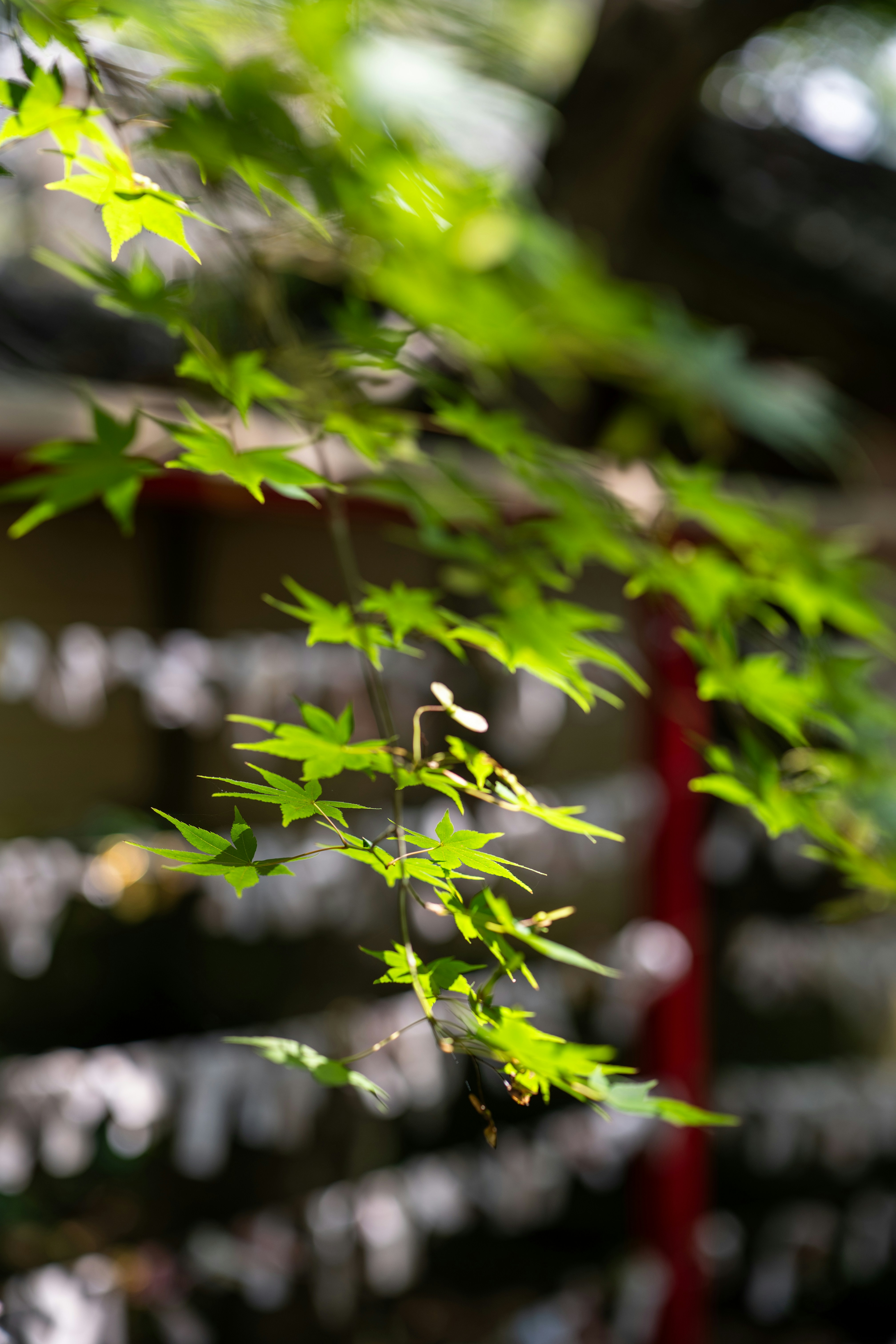 Whispers of Green in a Serene Retreat