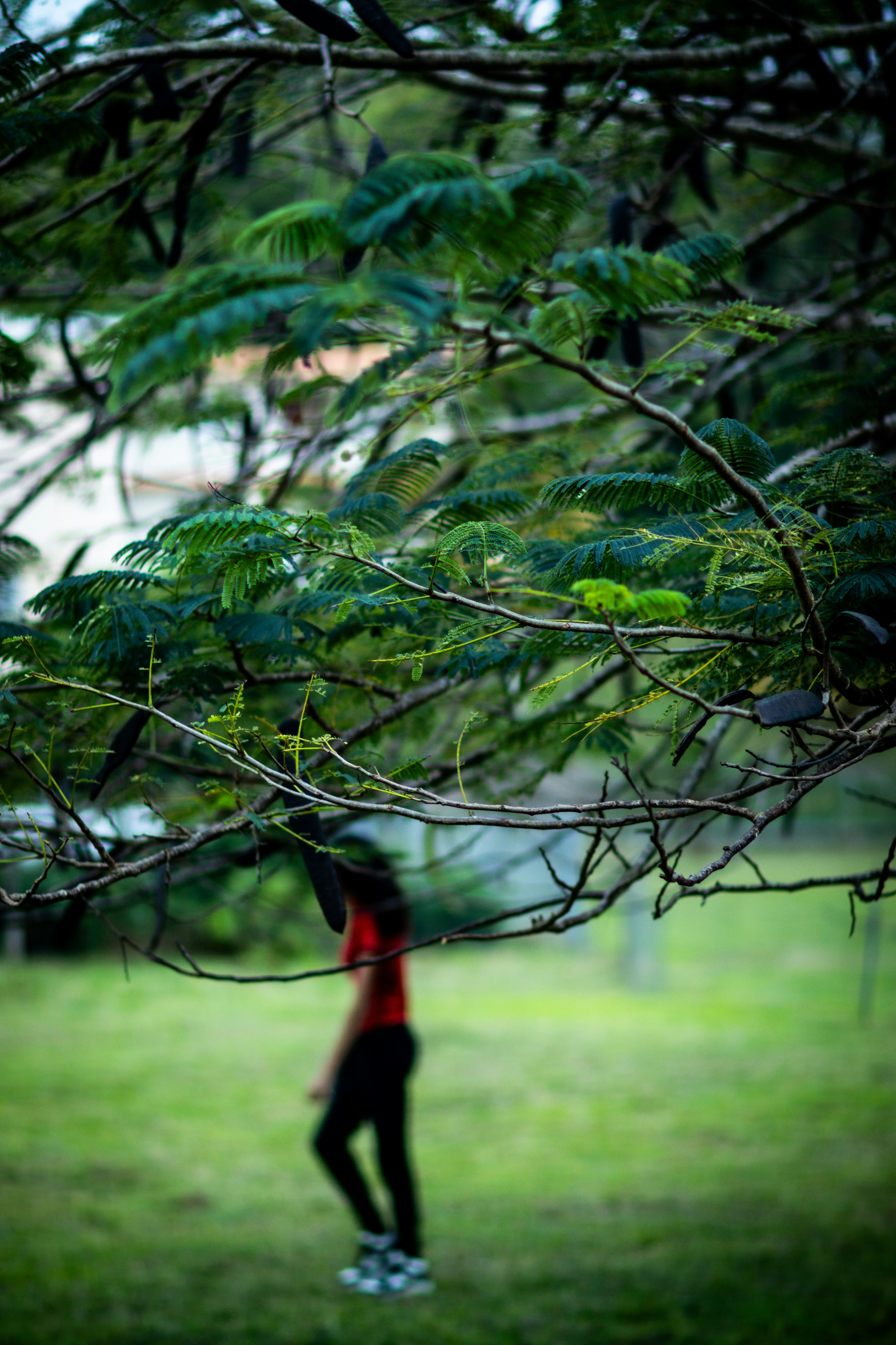 A figure in a red shirt walks through a lush green landscape, partially obscured by branches and leaves. The scene captures a moment of tranquility in nature.