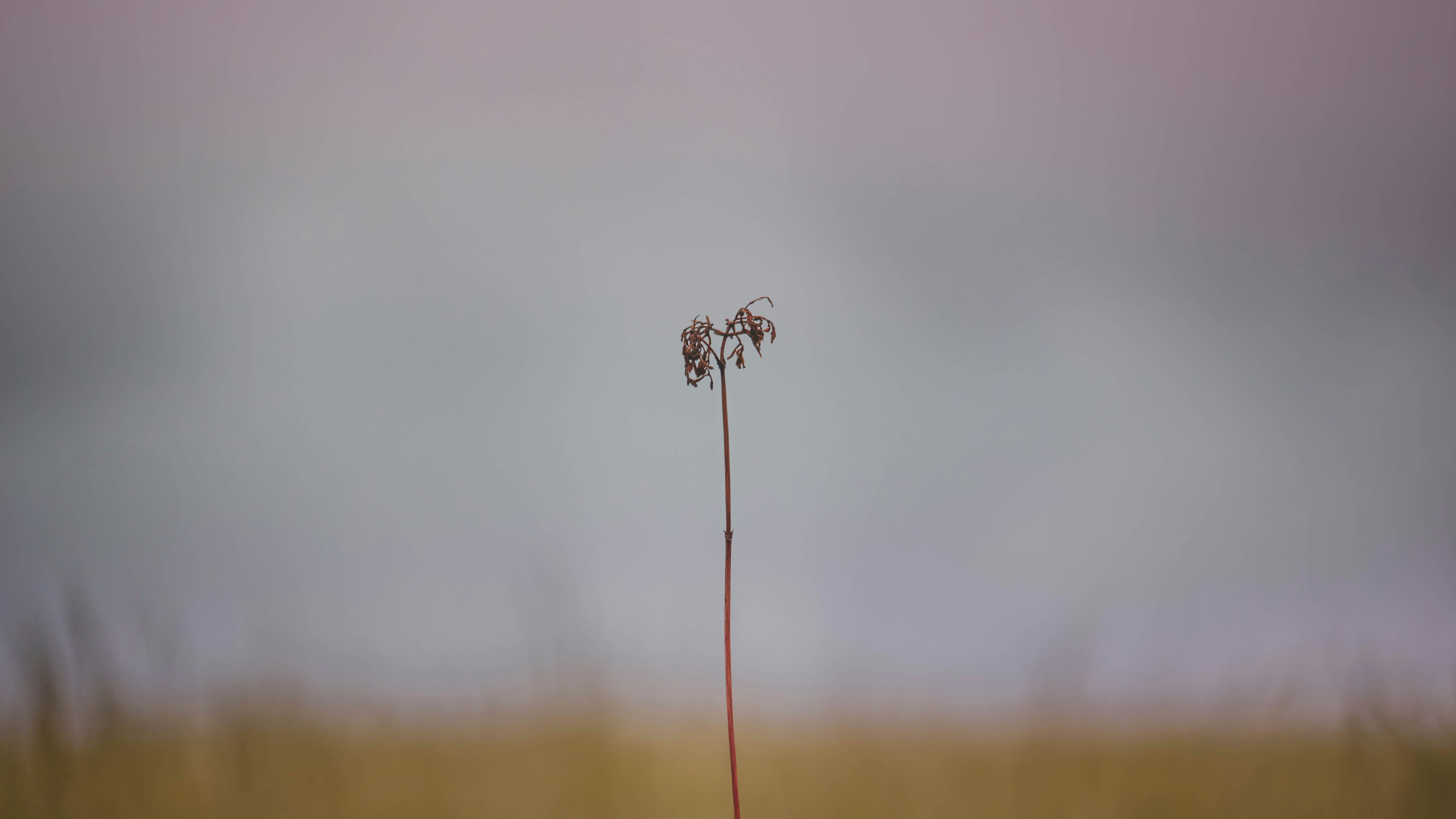Whispers of Nature's Resilience