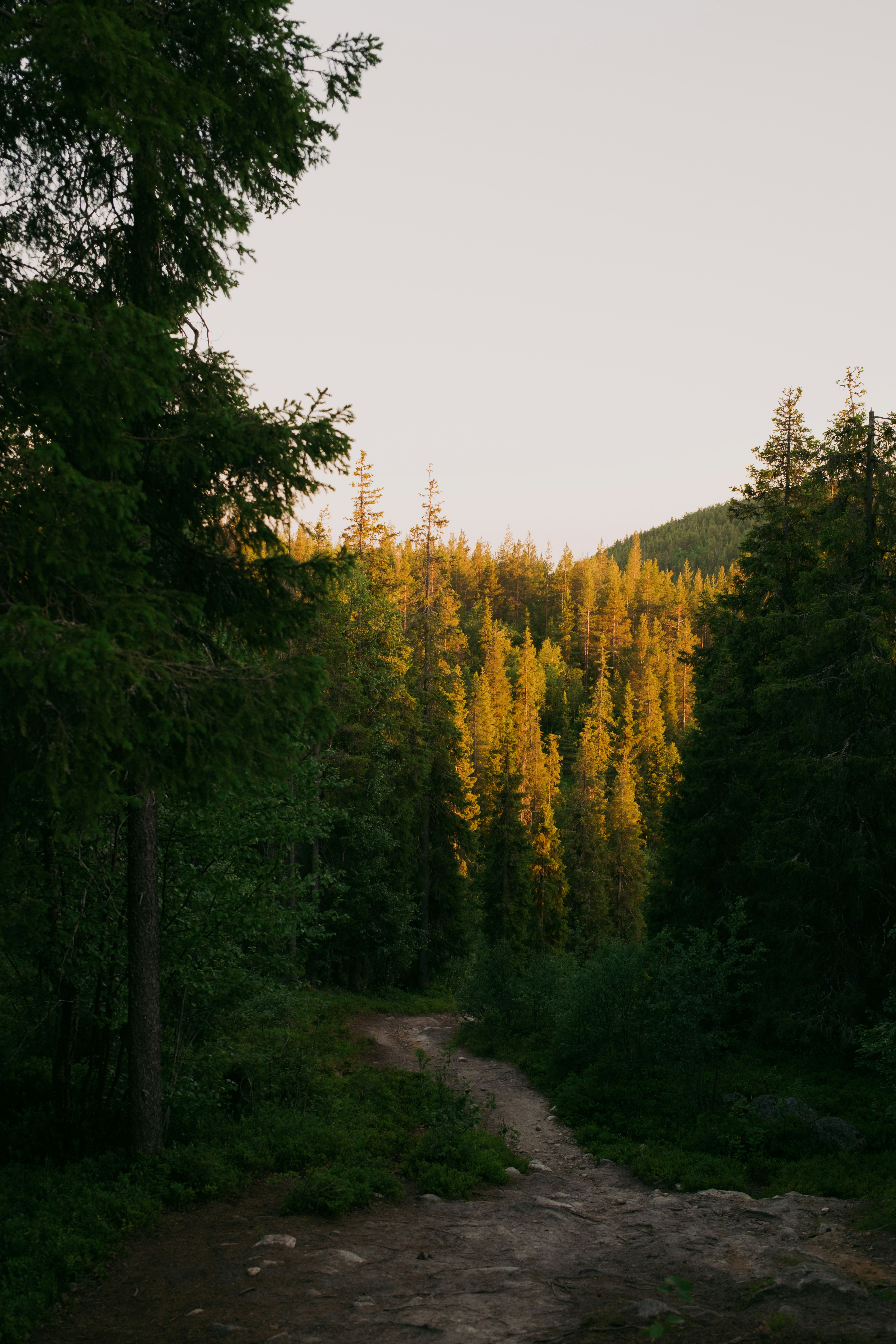 Sunlight filters through tall coniferous trees, illuminating a winding path in a tranquil forest setting. The scene captures the serene beauty of nature at dusk.