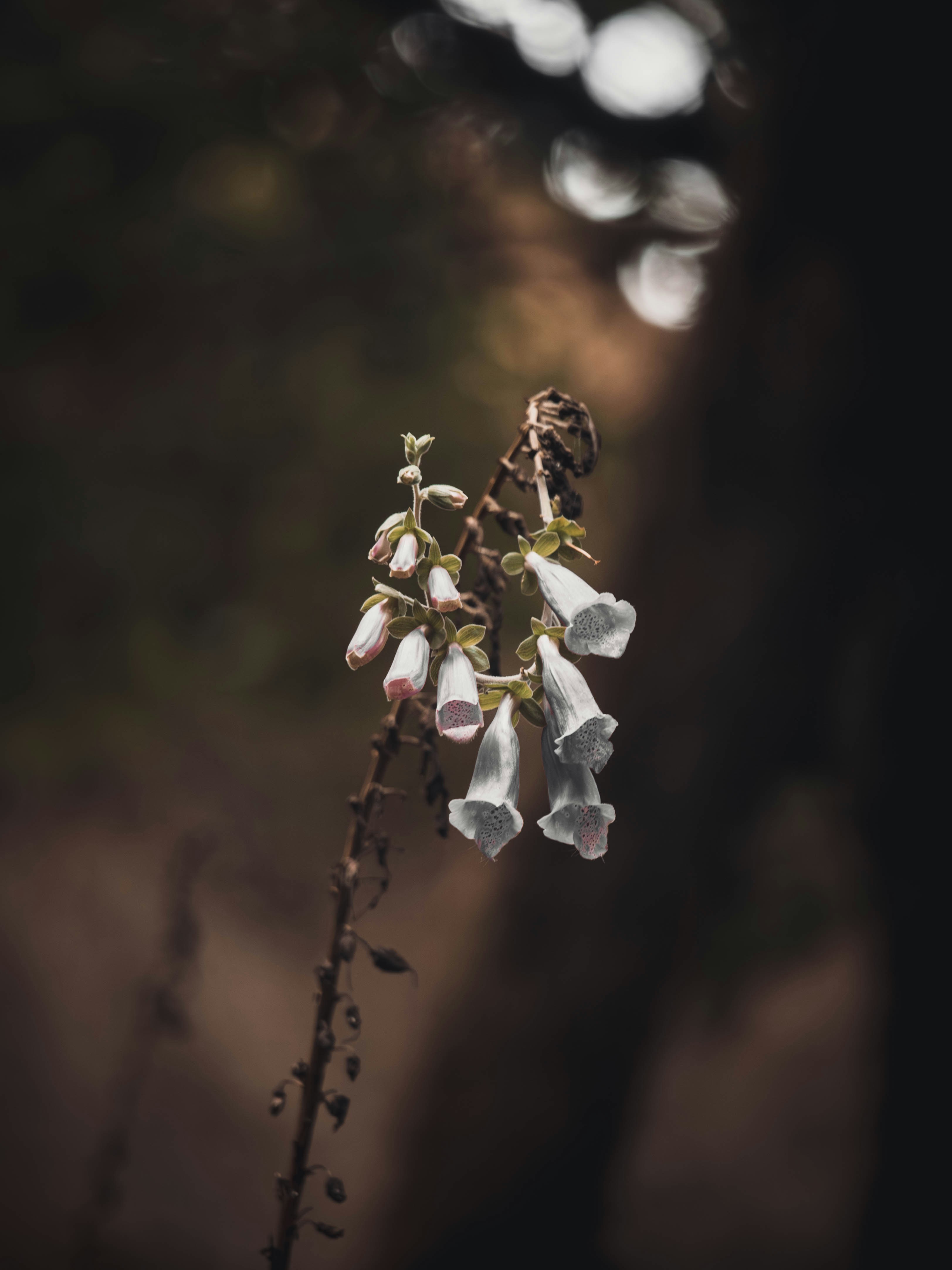 Bellflowers on a Velvet Night: A Delicate Portrait of Bloom