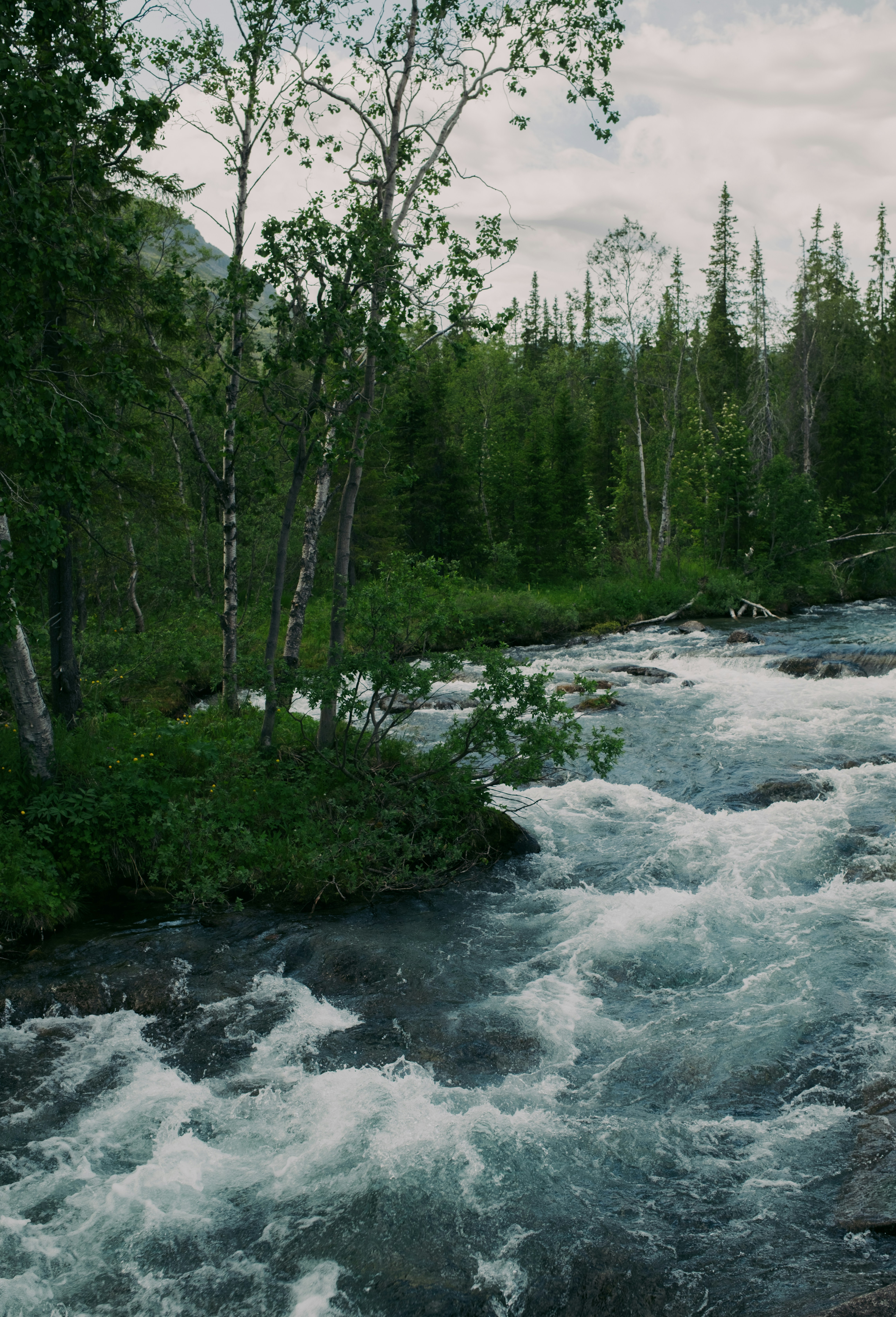 A rushing river flows through a lush green forest.